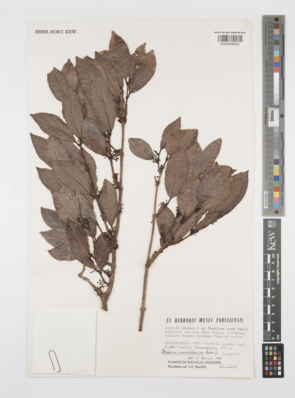 Trimenia neocaledonica Baker f. | Plants of the World Online | Kew Science