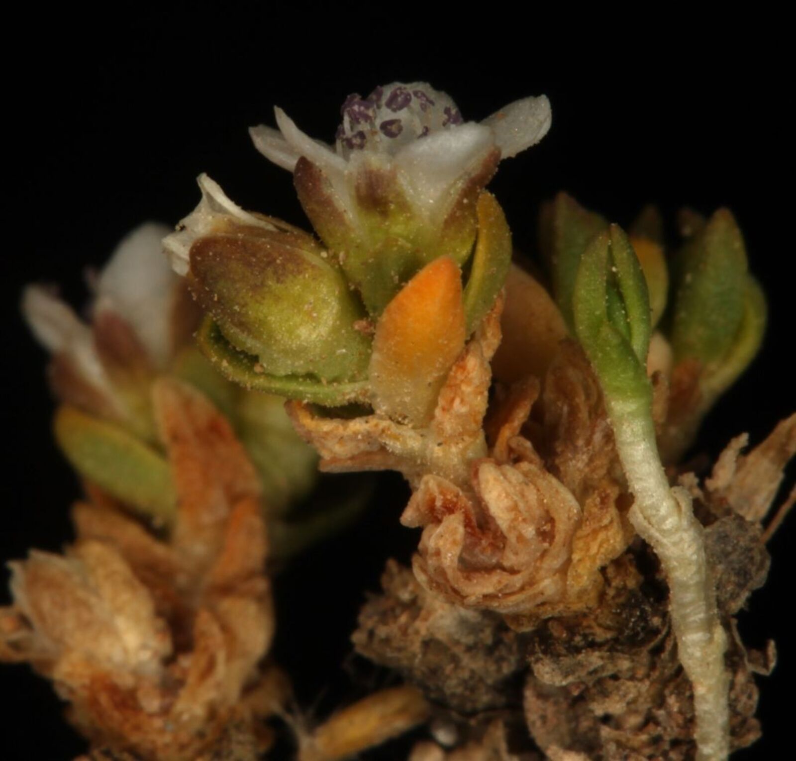 Arenaria rivularis Phil. | Plants of the World Online | Kew Science