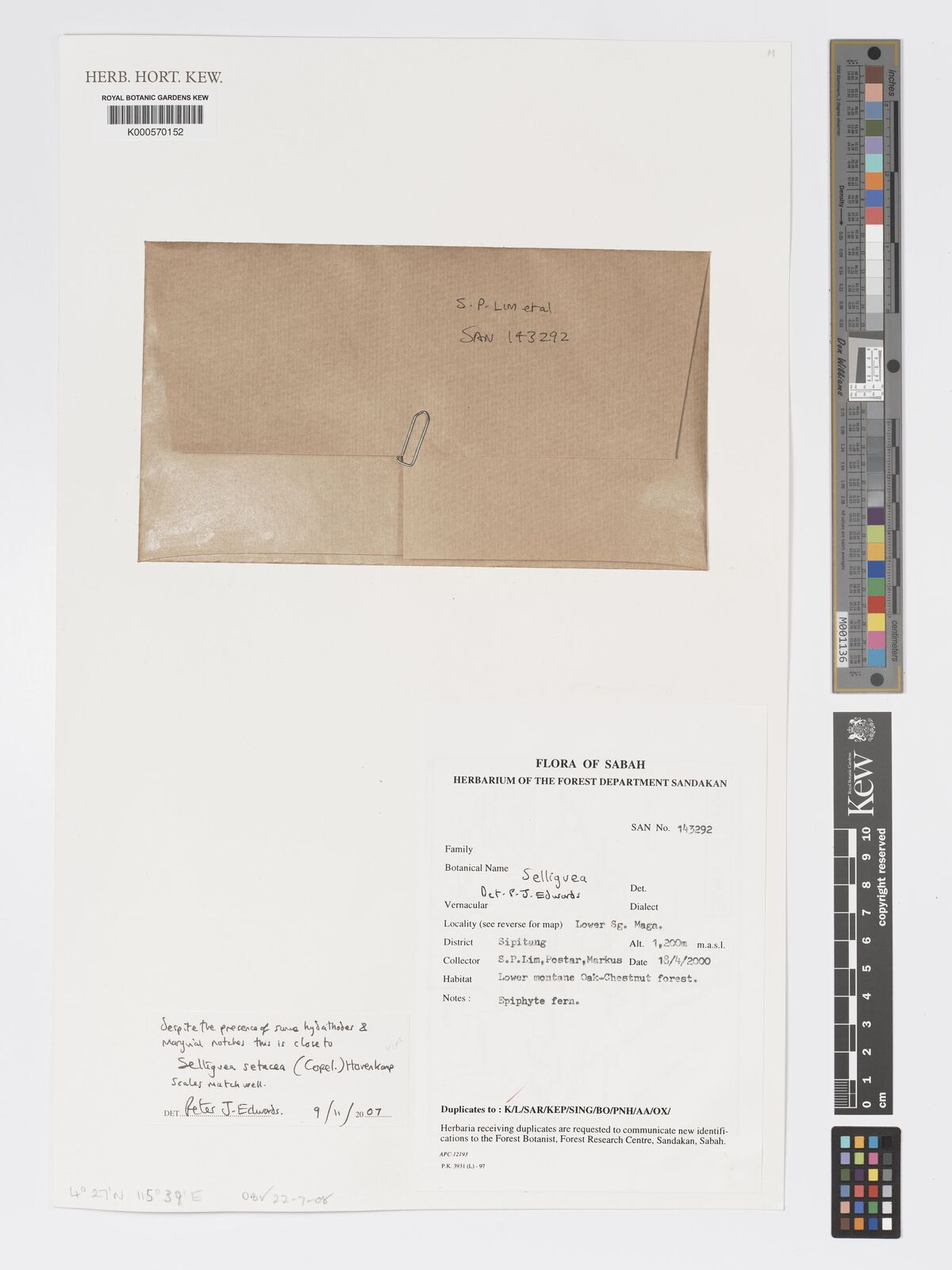 Selliguea setacea (Copel.) Hovenkamp | Plants of the World Online | Kew ...