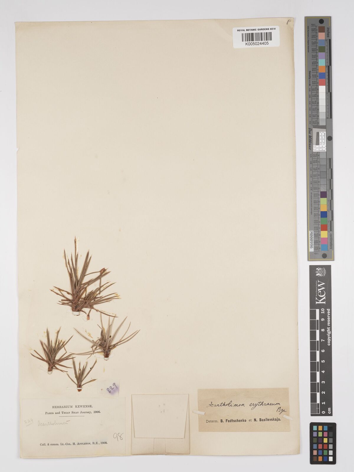 Acantholimon erythraeum Bunge | Plants of the World Online | Kew Science