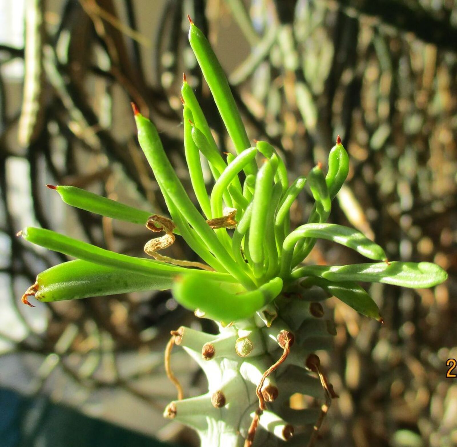 Tylecodon wallichii (Harv.) Toelken | Plants of the World Online | Kew ...
