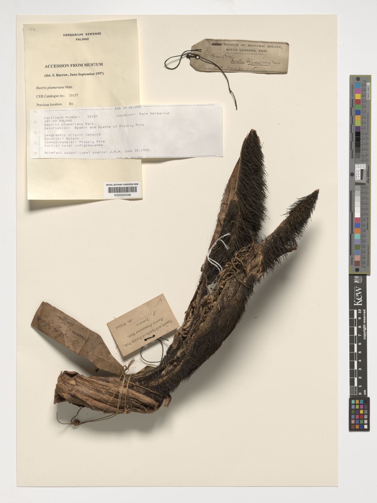 Bactris plumeriana Mart. | Plants of the World Online | Kew Science