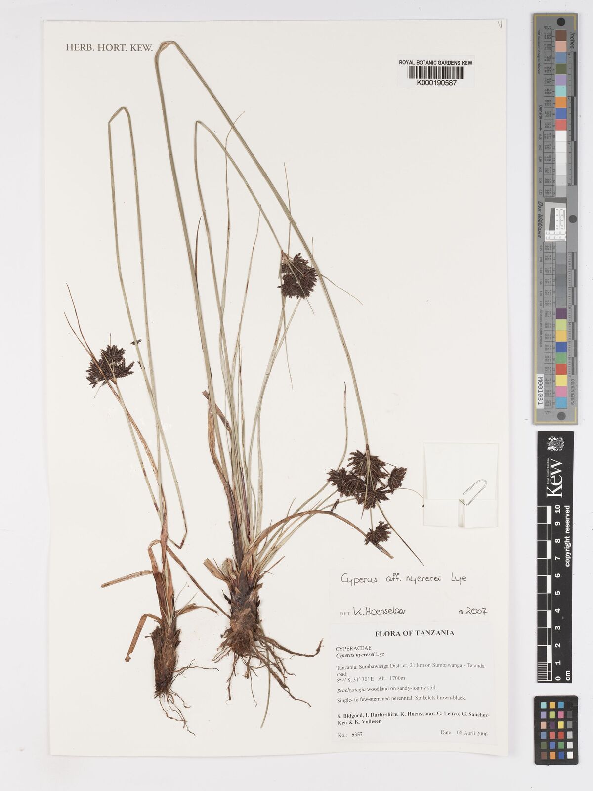 Cyperus nyererei Lye | Plants of the World Online | Kew Science