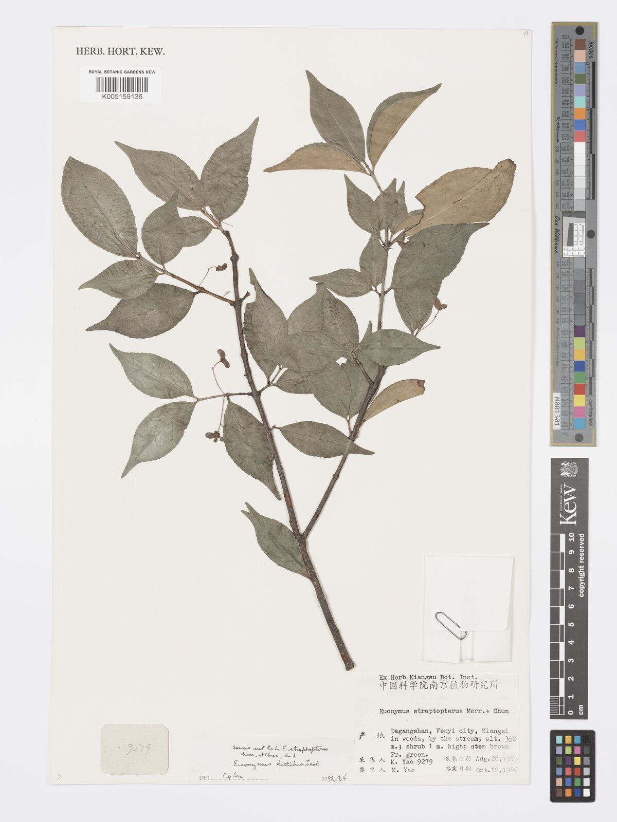 Euonymus distichus H.Lév. | Plants of the World Online | Kew Science