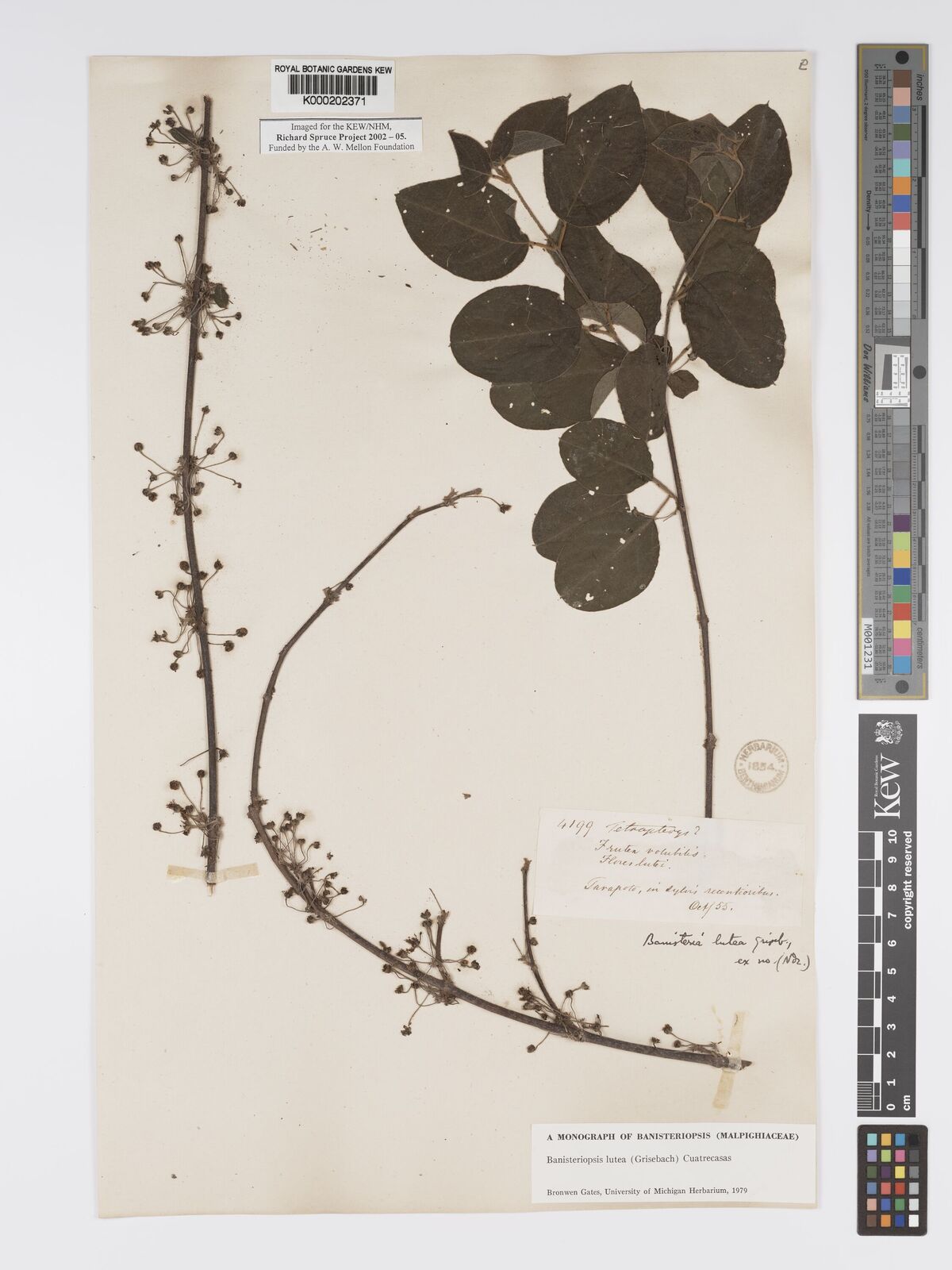 Diplopterys lutea (Ruiz ex Griseb.) W.R.Anderson & C.Davis | Plants of ...