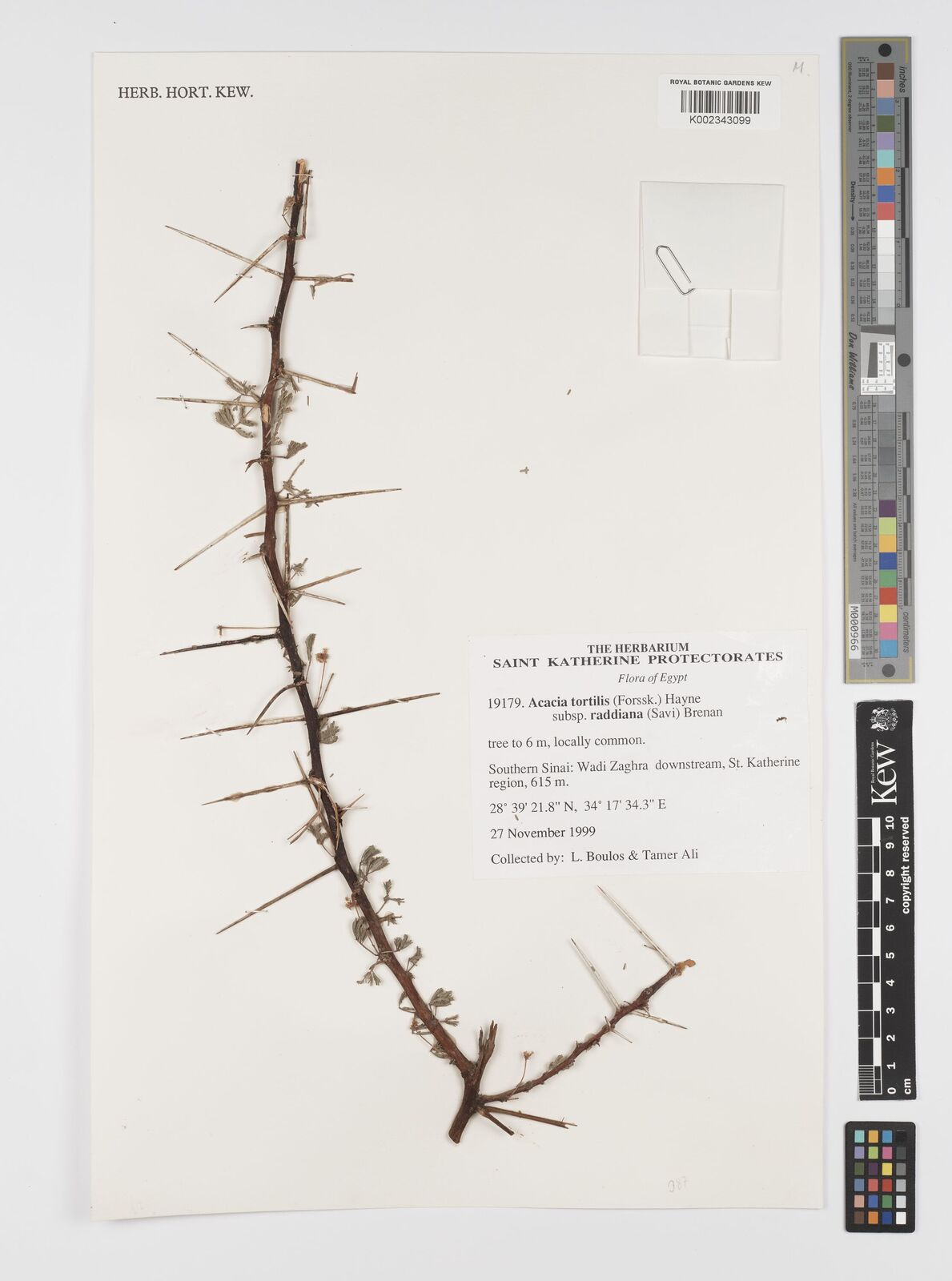 Vachellia tortilis subsp. raddiana (Savi) Kyal. & Boatwr. | Plants of ...