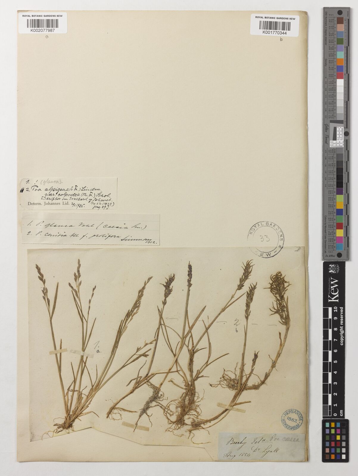 Poa lindebergii Tzvelev | Plants of the World Online | Kew Science