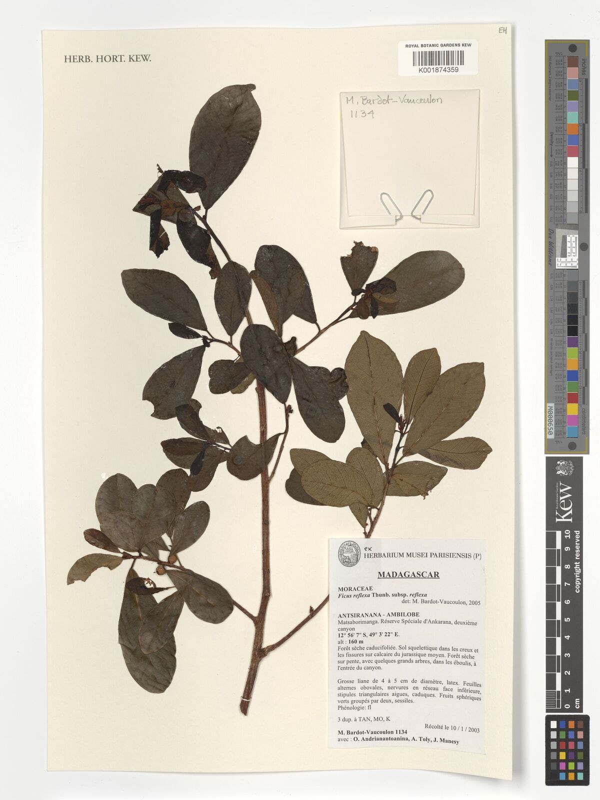 Ficus reflexa subsp. reflexa | Plants of the World Online | Kew Science