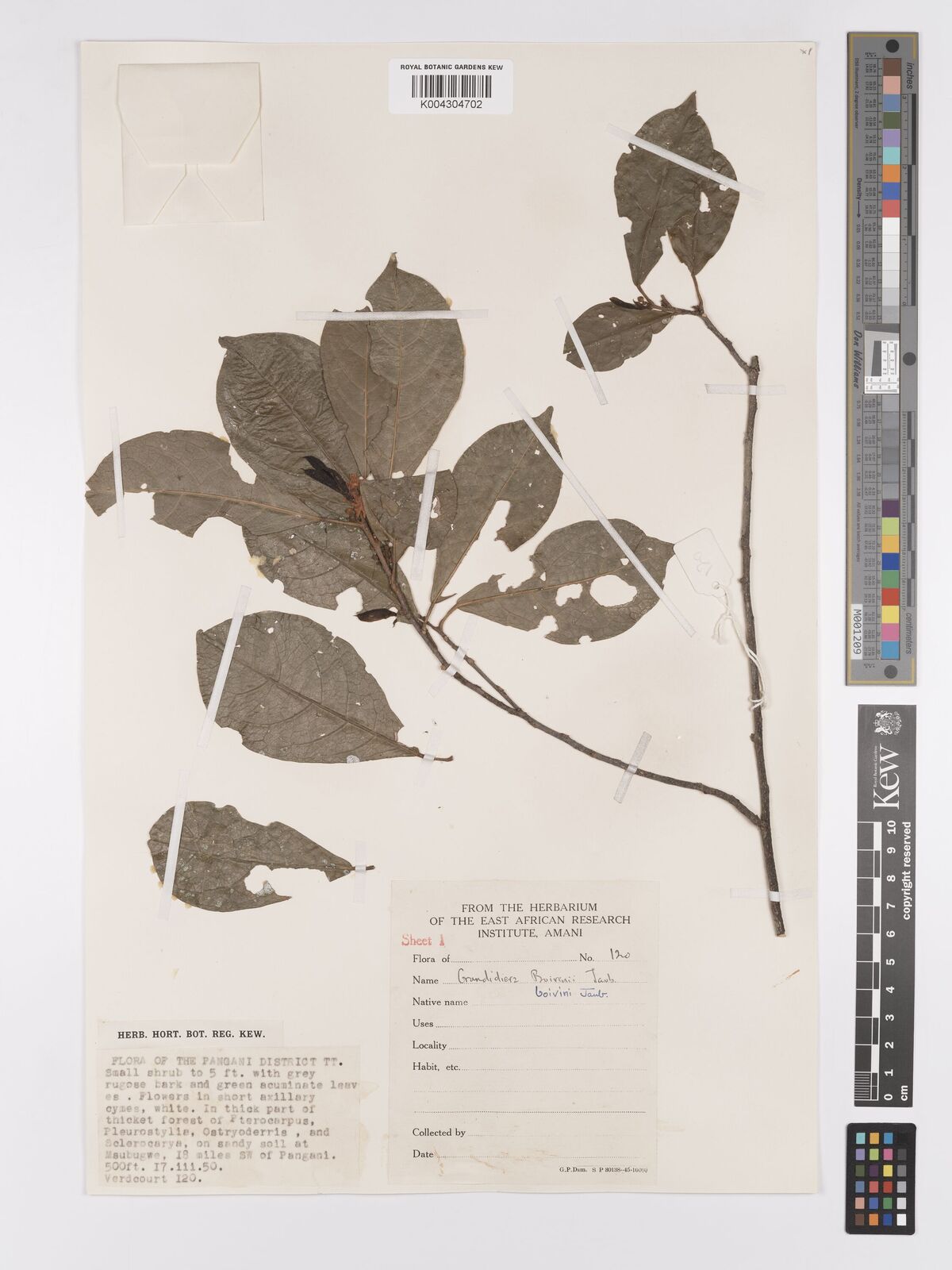 Grandidiera boivinii Jaub. | Plants of the World Online | Kew Science