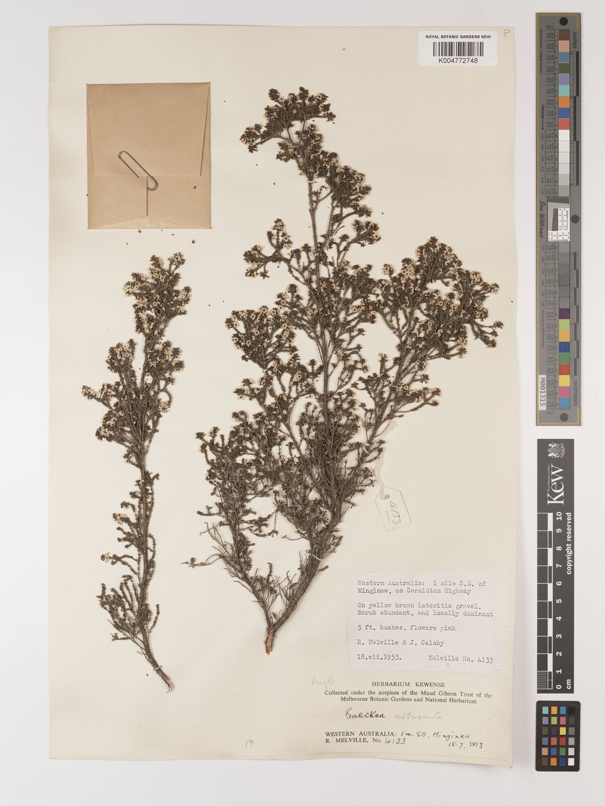 Astartea arbuscula (R.Br. ex Benth.) Rye | Plants of the World Online ...