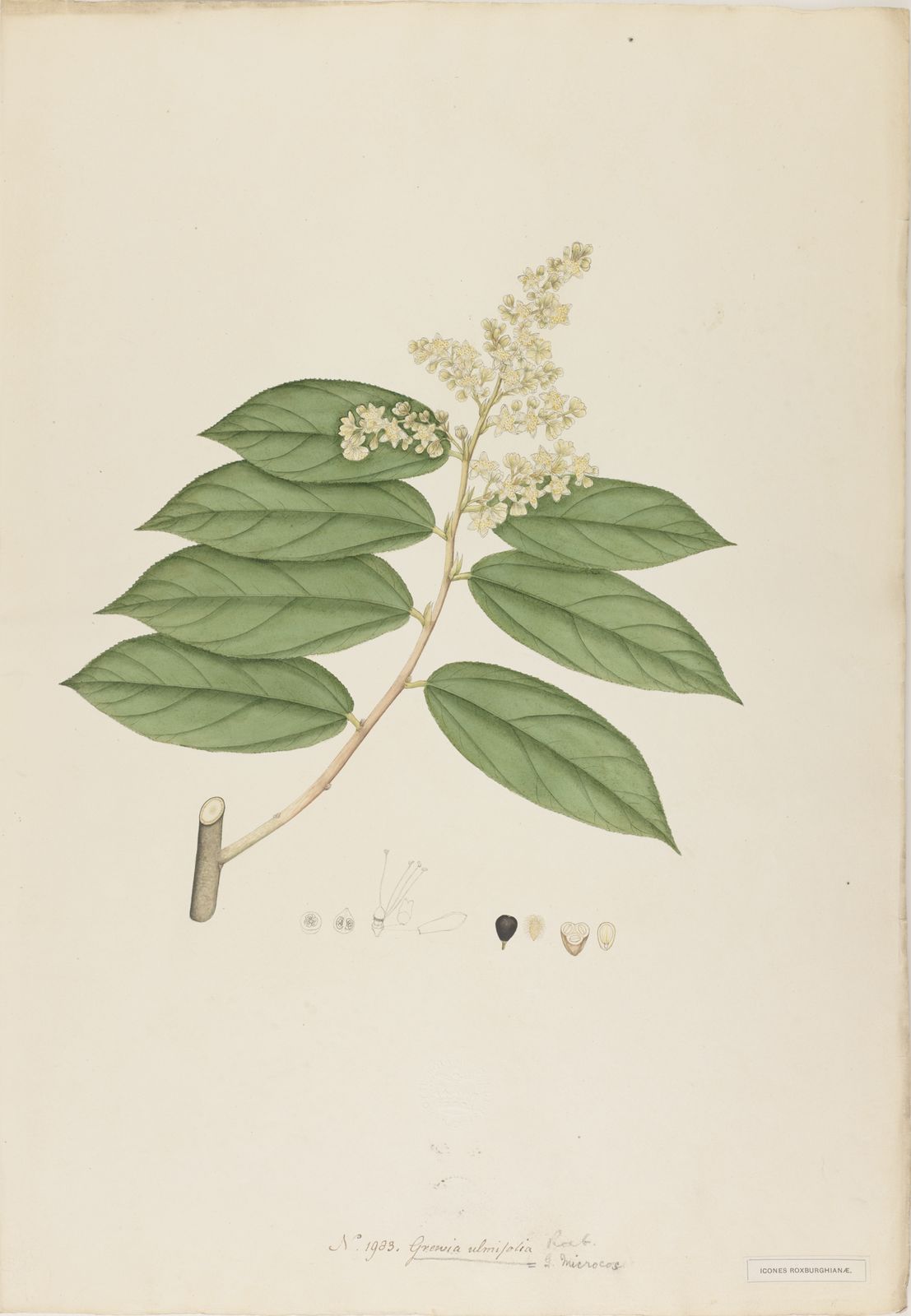 Microcos paniculata L. | Plants of the World Online | Kew Science