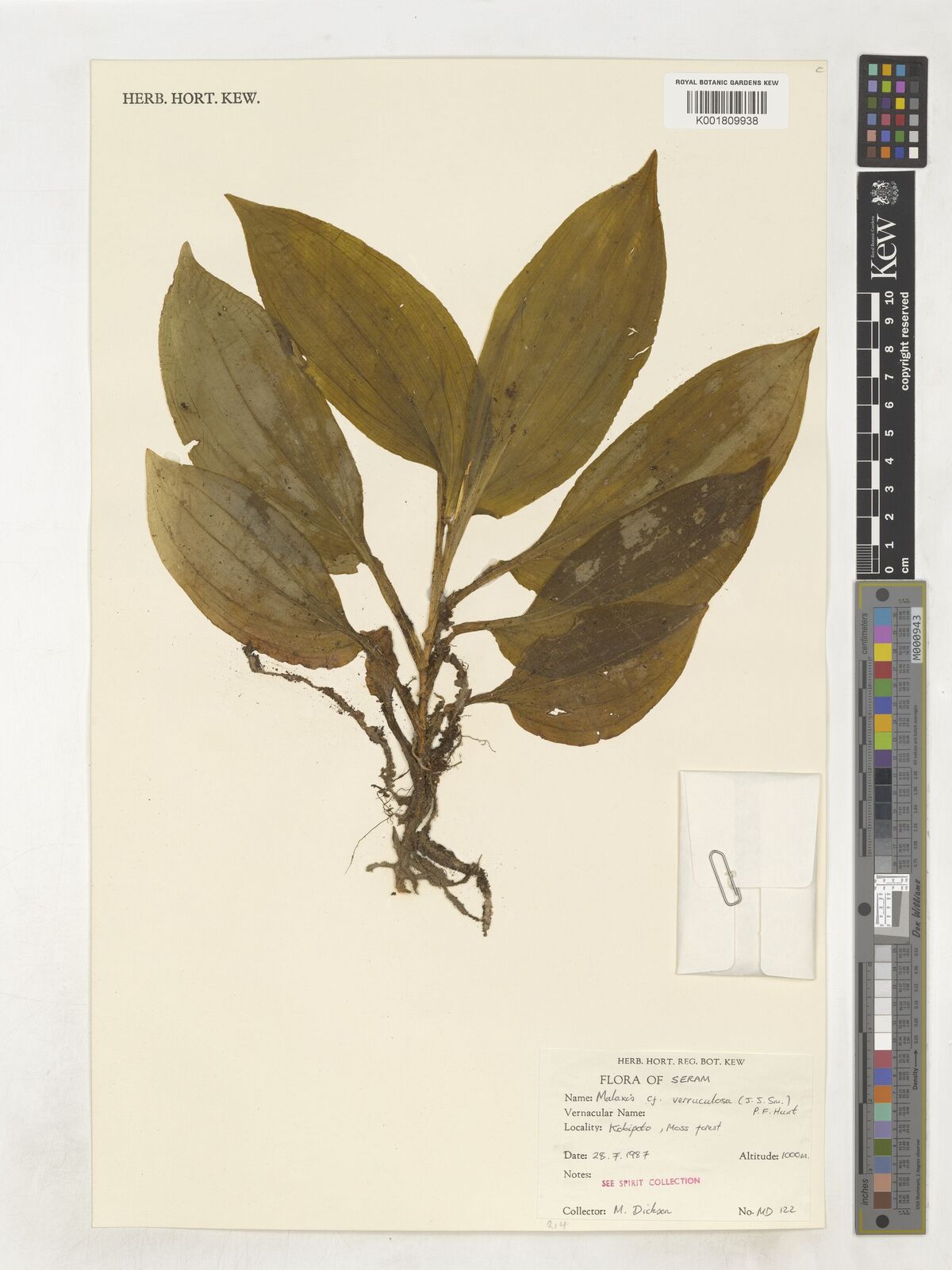 Crepidium verruculosum (J.J.Sm.) Szlach. | Plants of the World Online ...