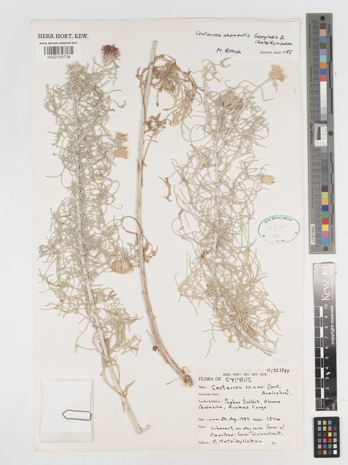 Centaurea akamantis T.Georgiadis & Hadjik. | Plants of the World Online ...