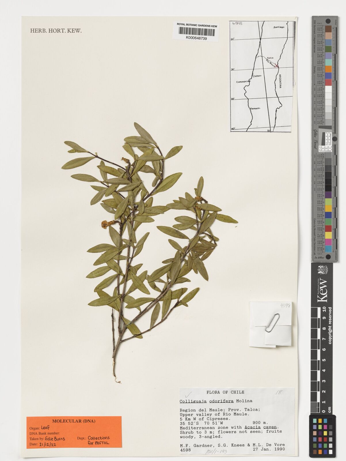 Colliguaja Molina | Plants of the World Online | Kew Science