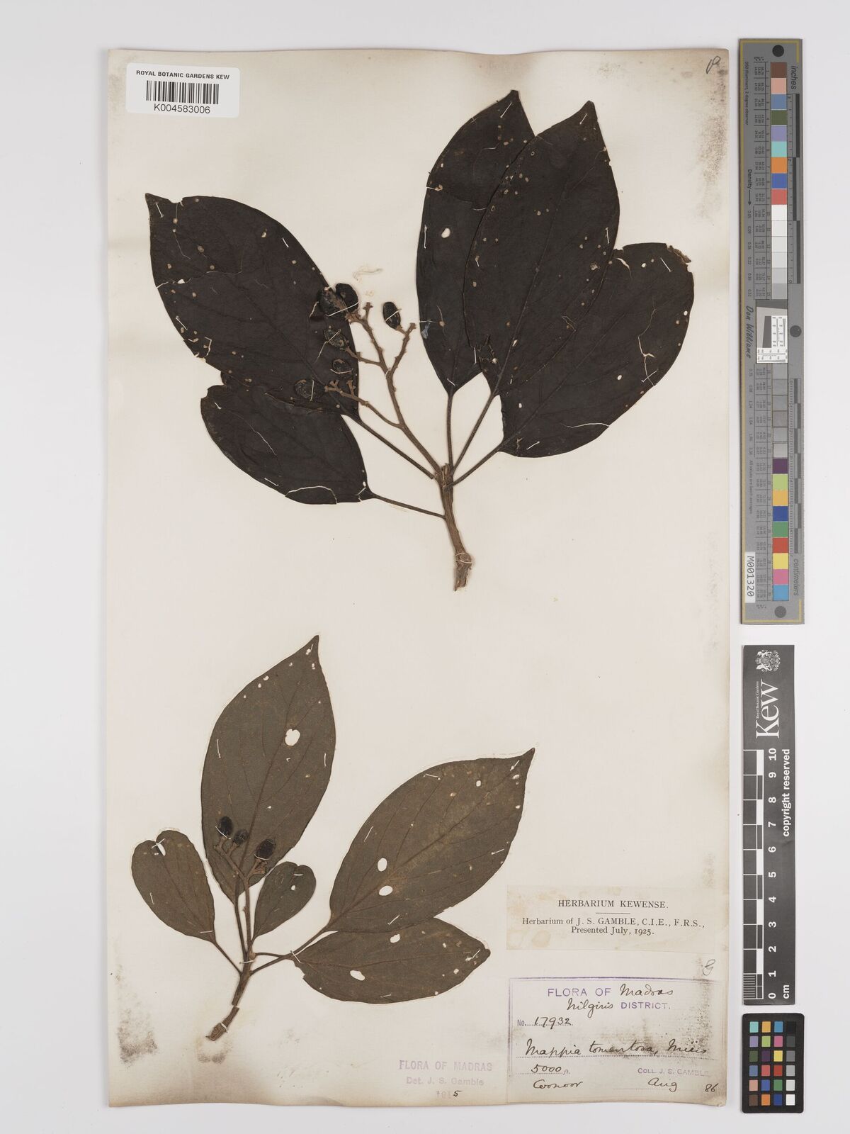 Nothapodytes tomentosa C.Y.Wu | Plants of the World Online | Kew Science