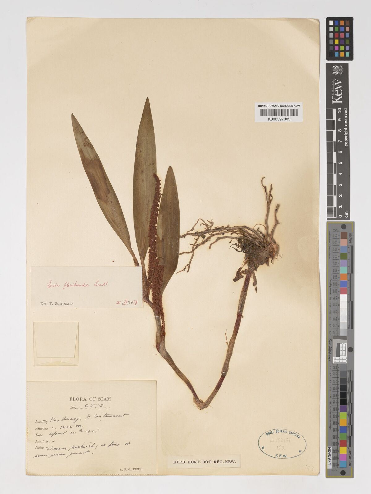 Pinalia floribunda (Lindl.) Kuntze | Plants of the World Online | Kew ...