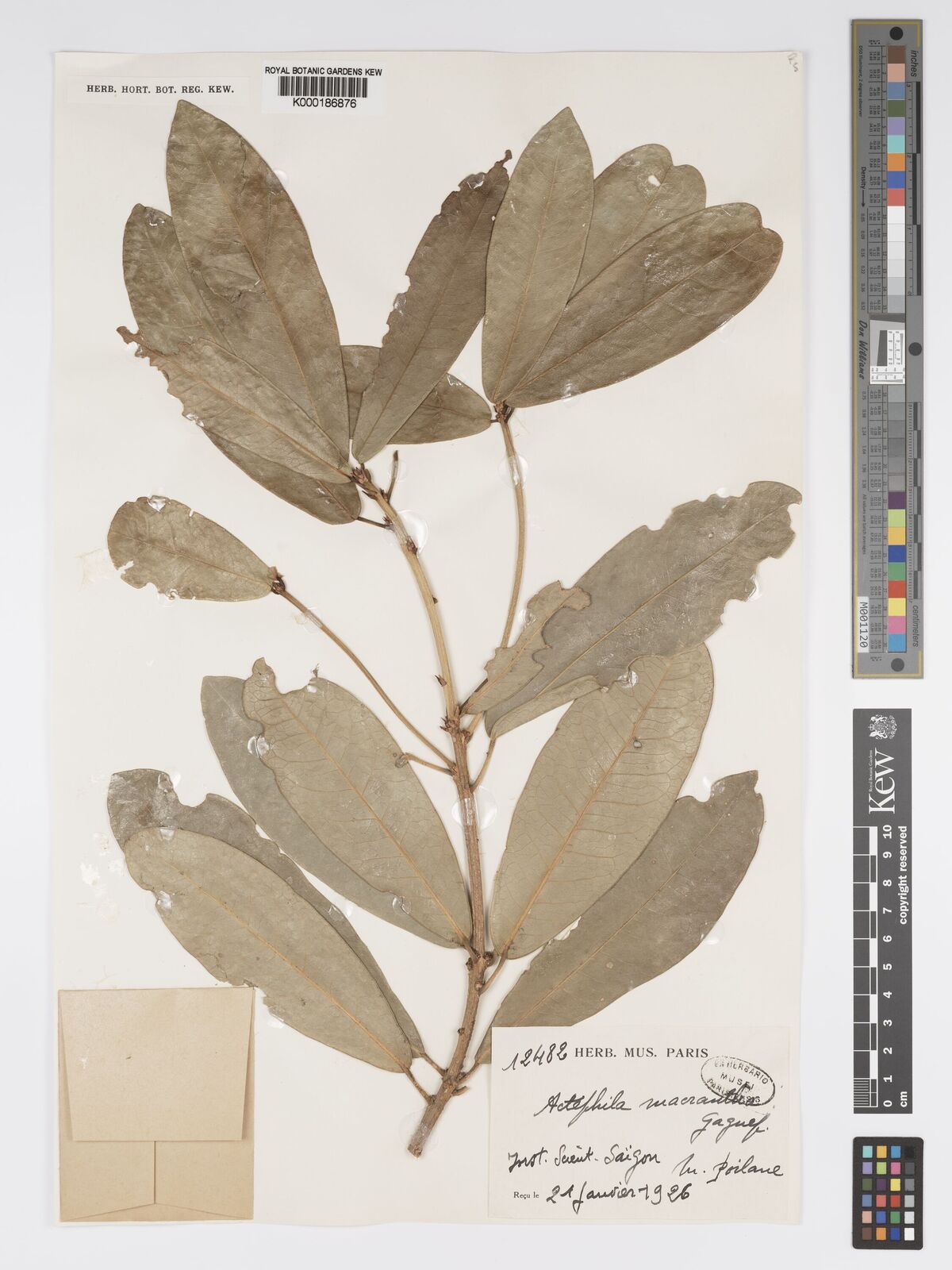 Actephila macrantha Gagnep. | Plants of the World Online | Kew Science