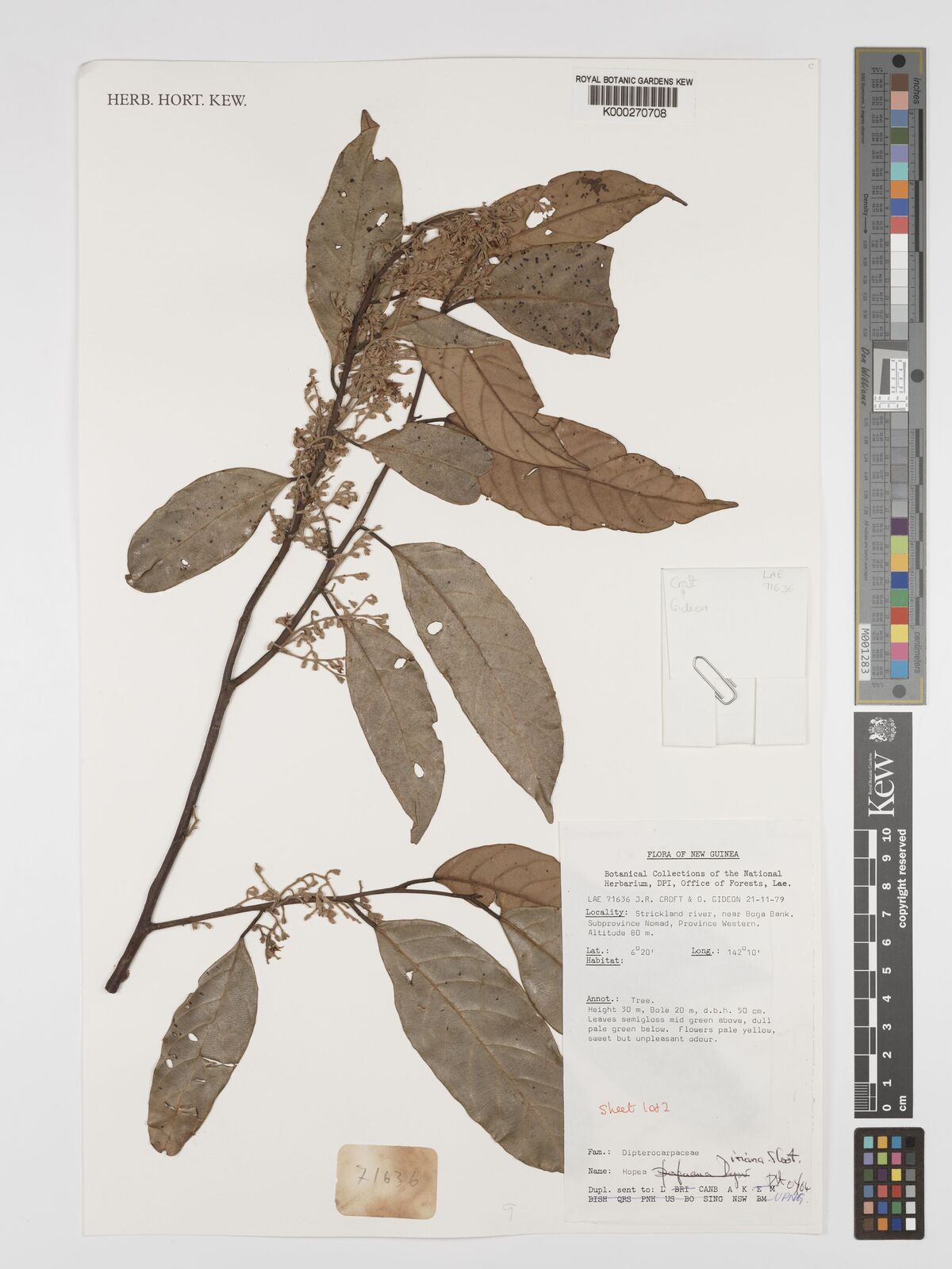 Hopea iriana Slooten | Plants of the World Online | Kew Science