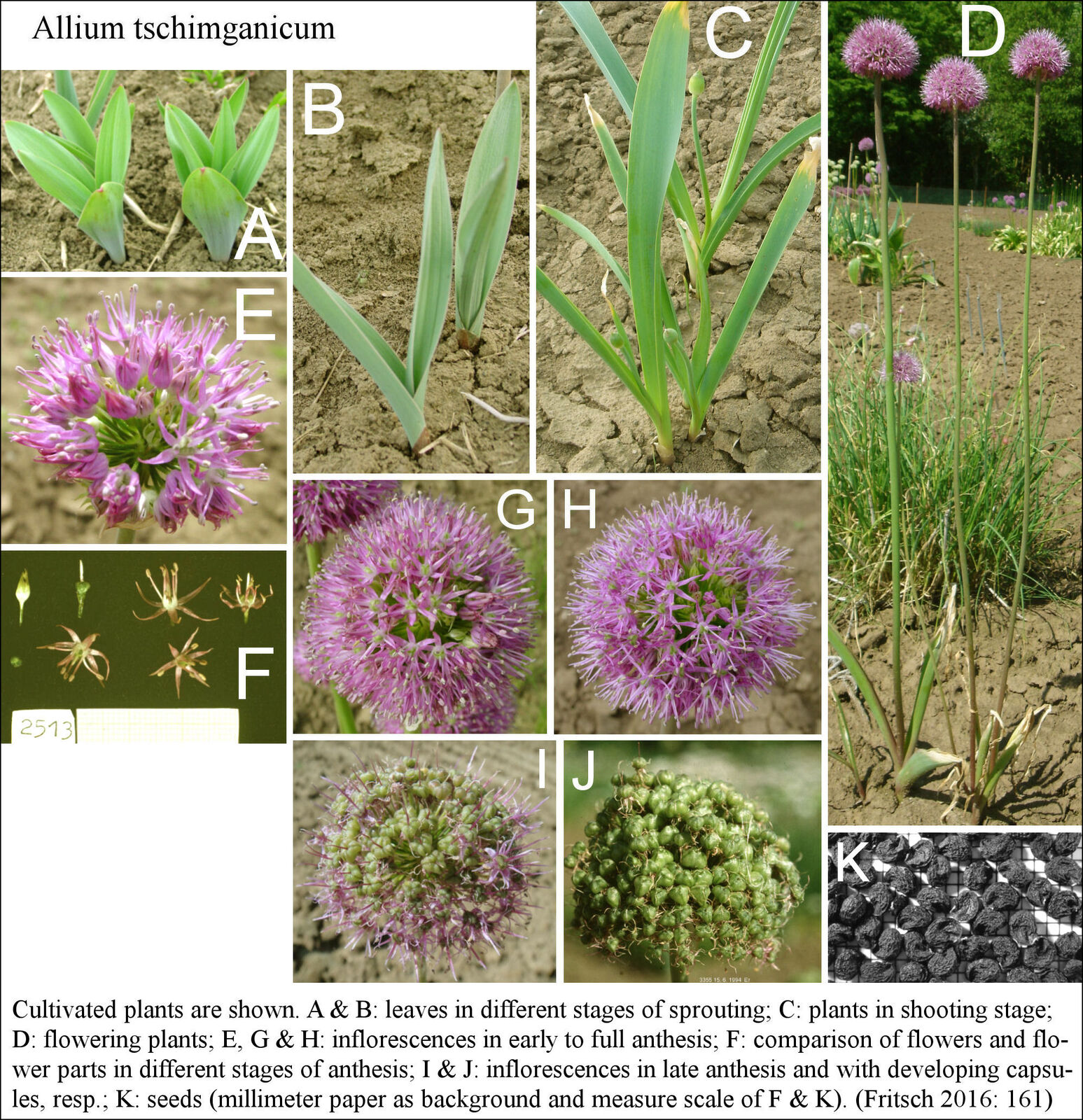 Allium tschimganicum B.Fedtsch. | Plants of the World Online | Kew Science
