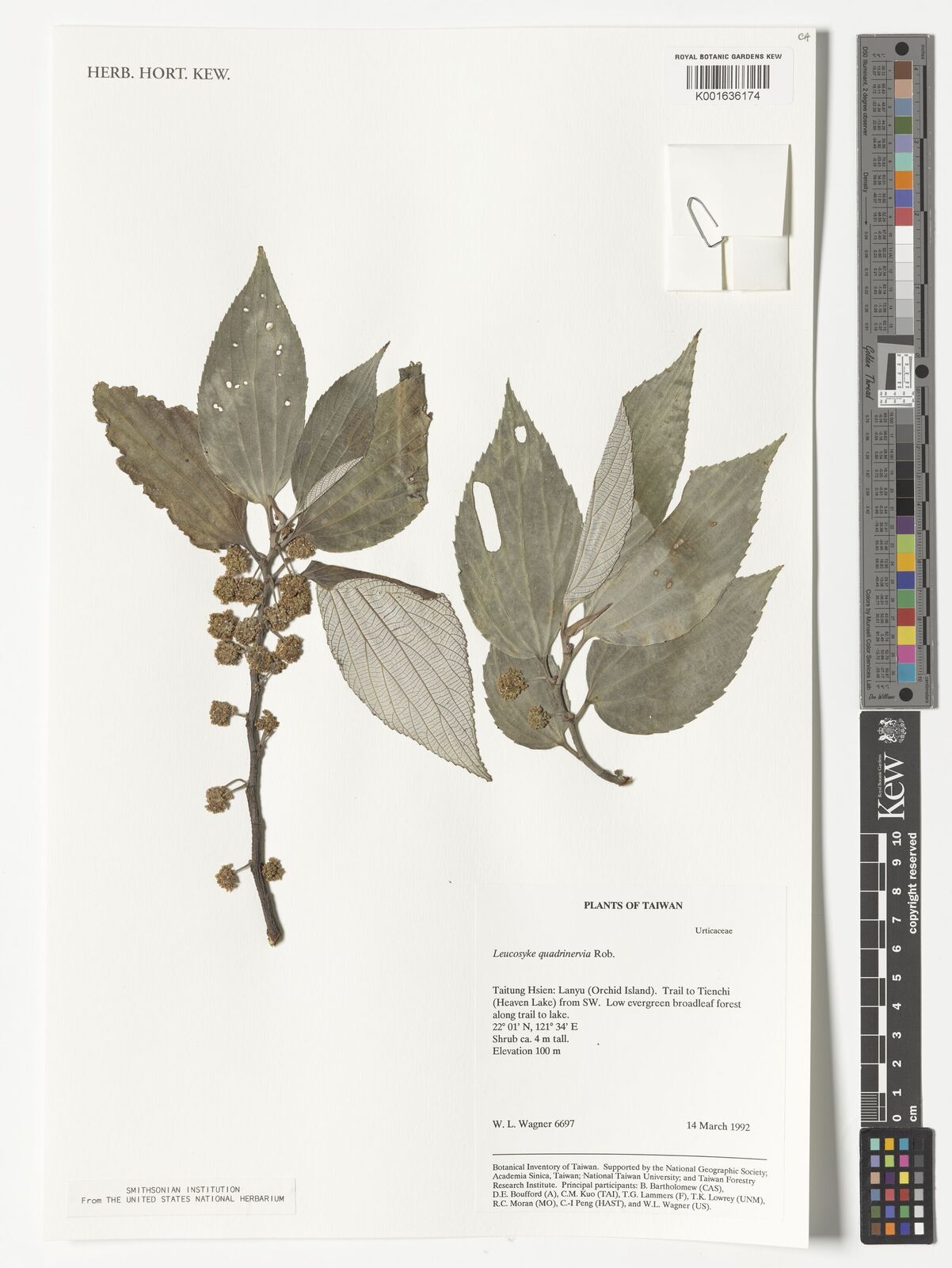 Leucosyke quadrinervia C.B.Rob. | Plants of the World Online | Kew Science