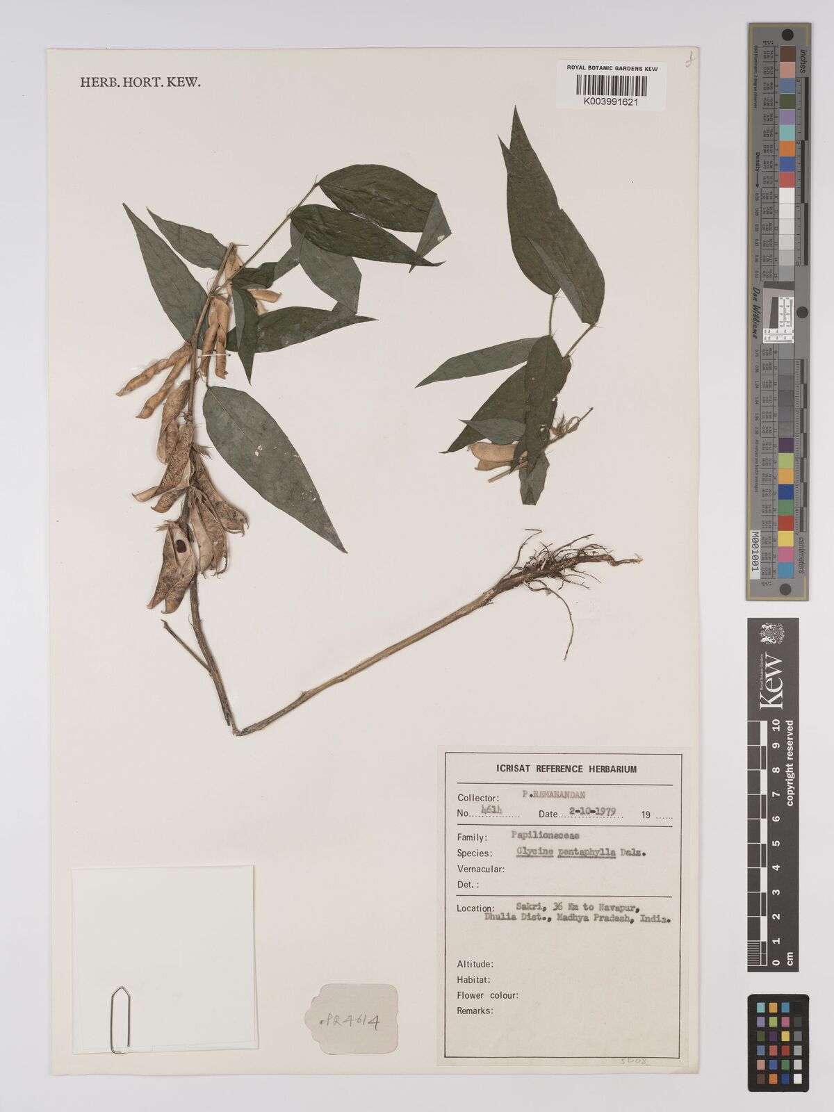 Ophrestia pentaphylla (Dalzell) Verdc. | Plants of the World Online ...