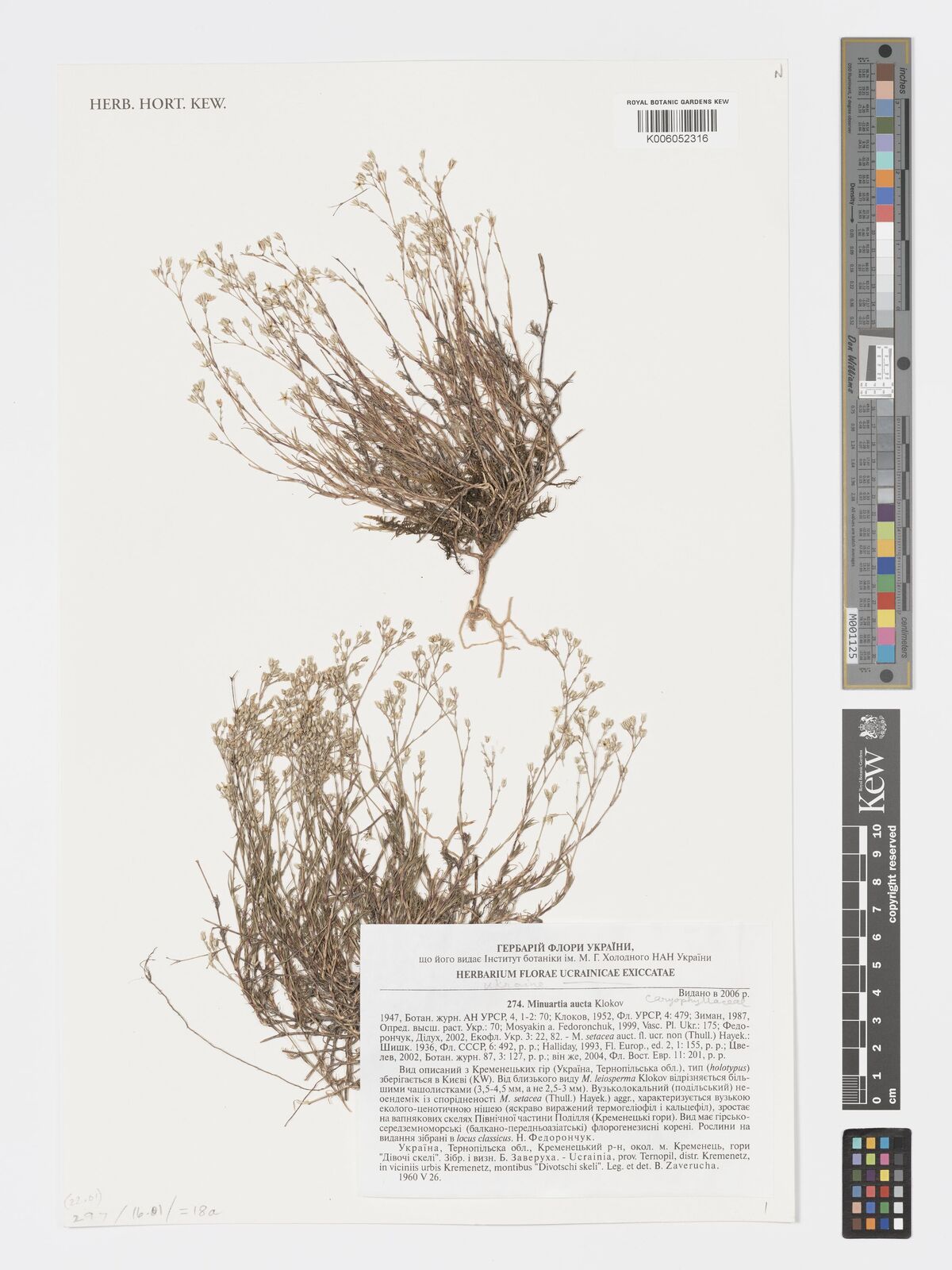 Minuartia setacea subsp. setacea | Plants of the World Online | Kew Science