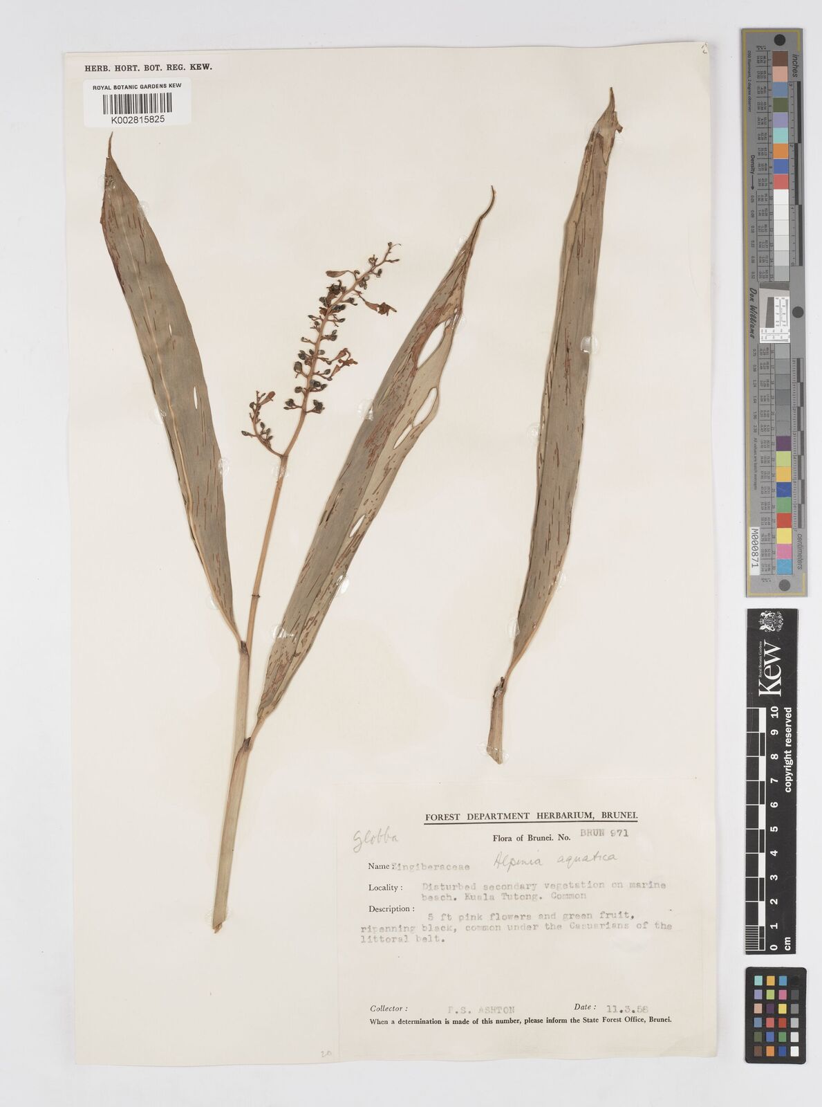 Alpinia aquatica (Retz.) Roscoe | Plants of the World Online | Kew Science