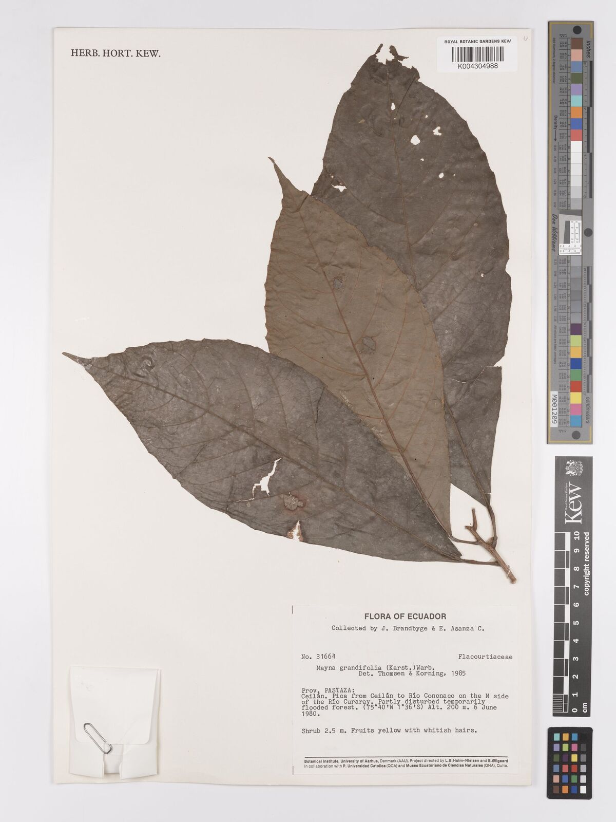 Mayna Aubl. | Plants of the World Online | Kew Science