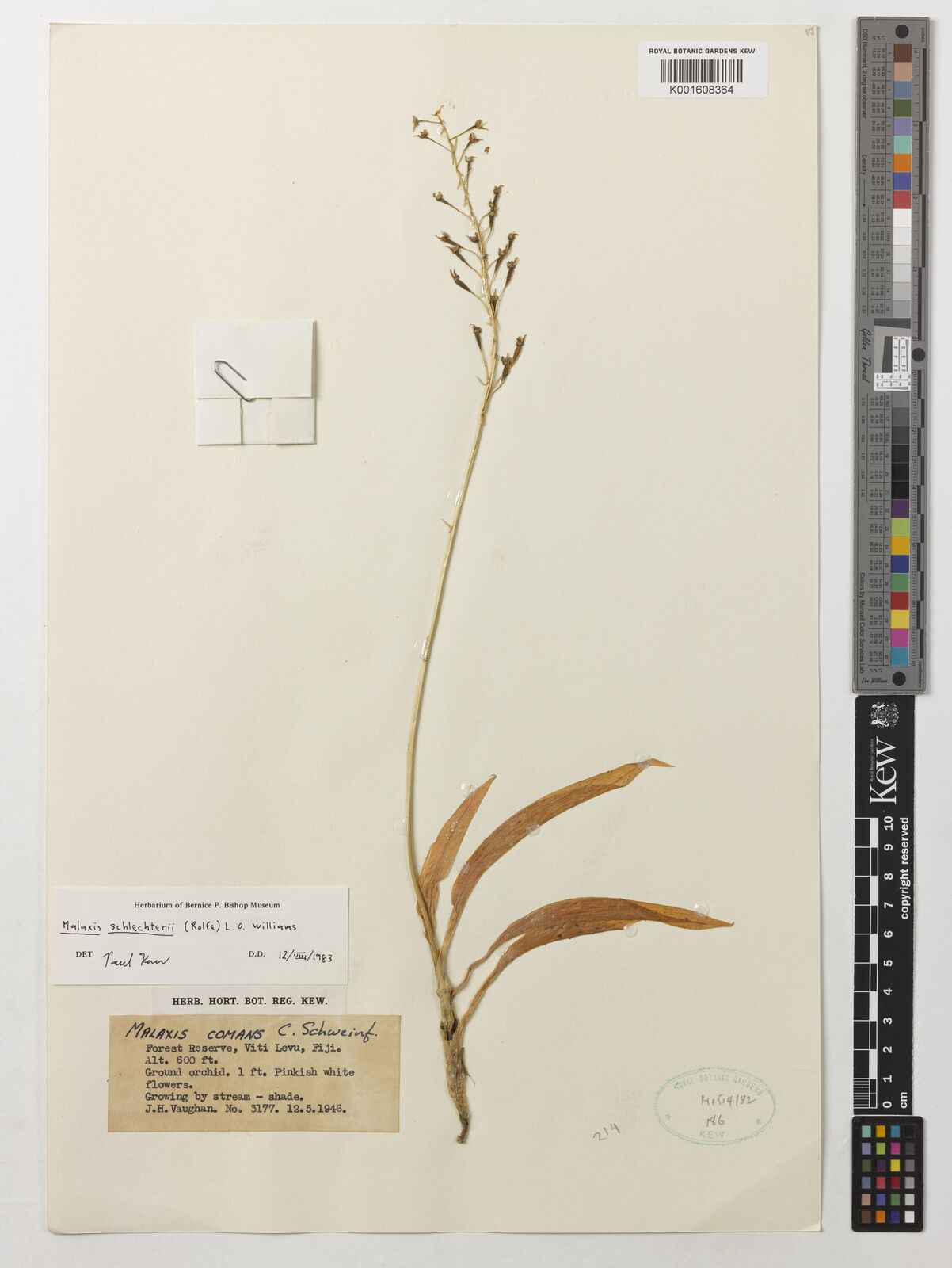Crepidium samoense (Schltr.) Marg. | Plants of the World Online | Kew ...