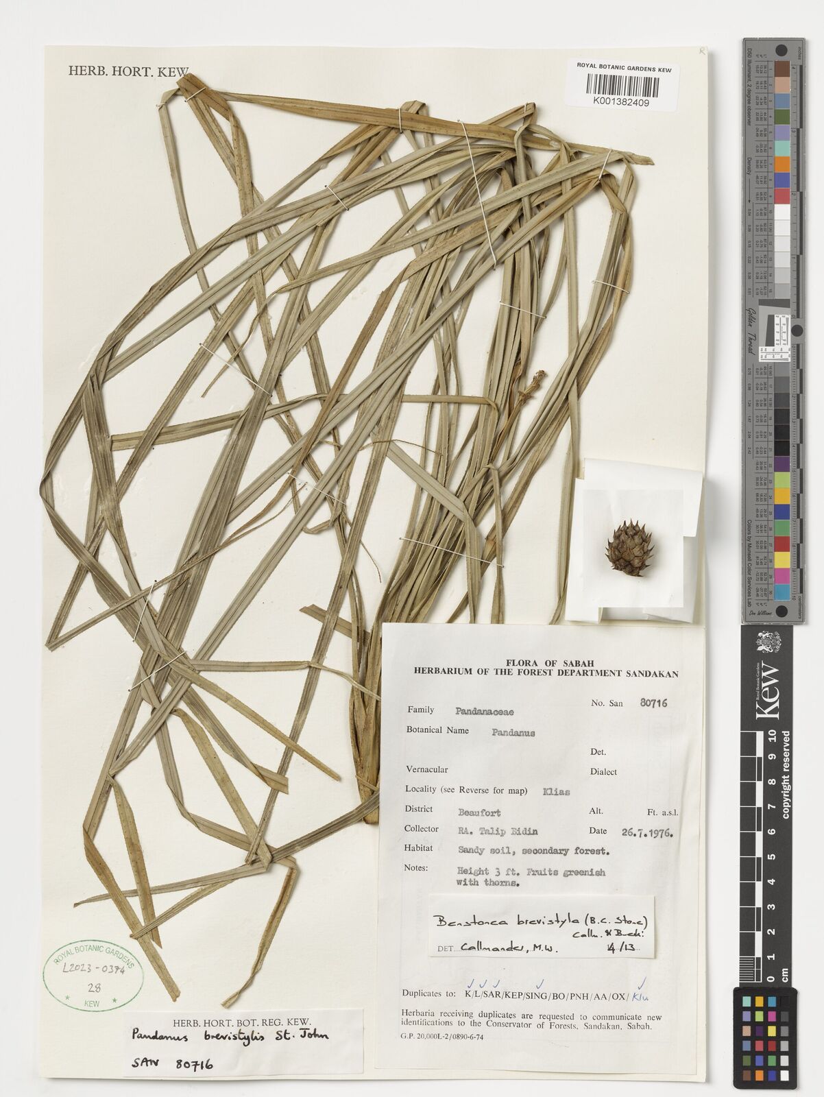 Benstonea brevistylis (H.St.John ex B.C.Stone) Callm. & Buerki | Plants ...