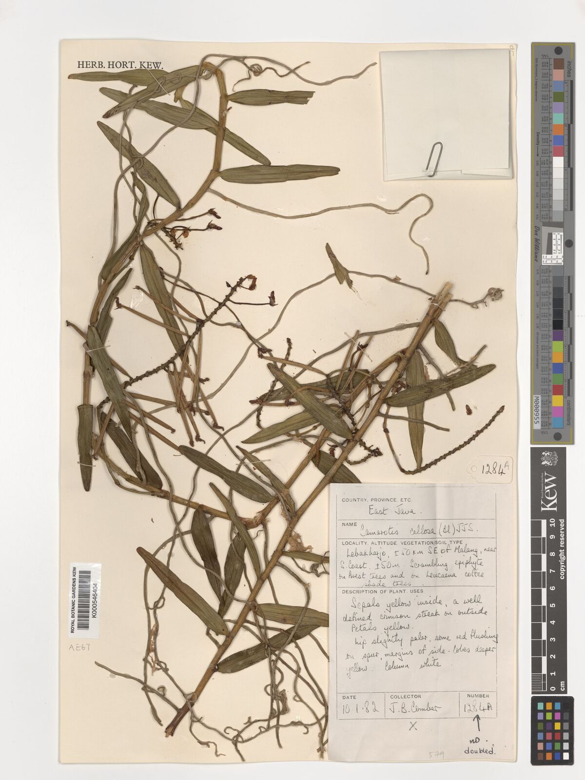 Micropera callosa (Blume) Garay | Plants of the World Online | Kew Science