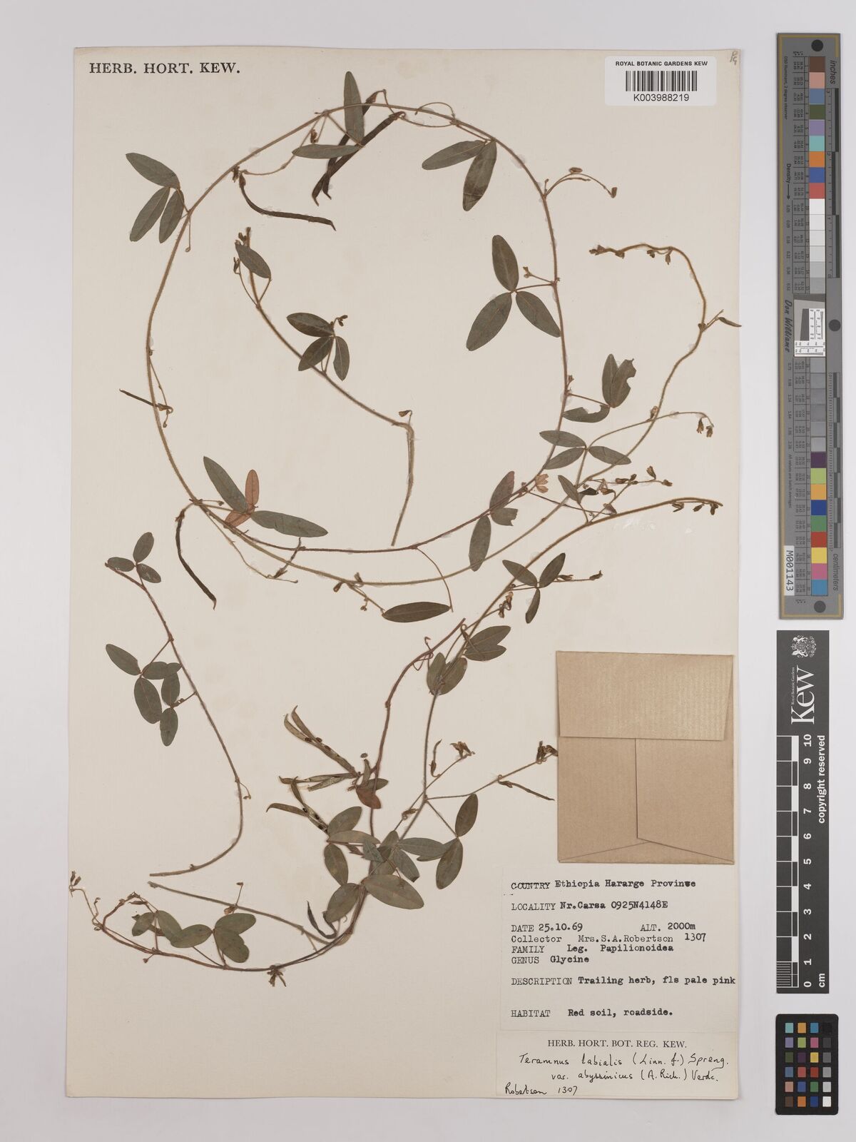 Teramnus labialis subsp. labialis | Plants of the World Online | Kew ...