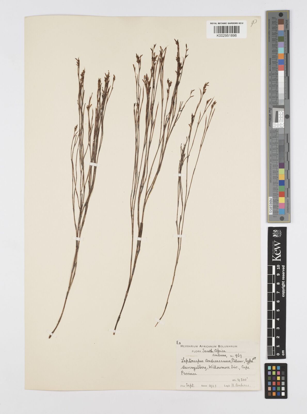 Restio andreaeanus (Pillans) H.P.Linder & C.R.Hardy | Plants of the ...