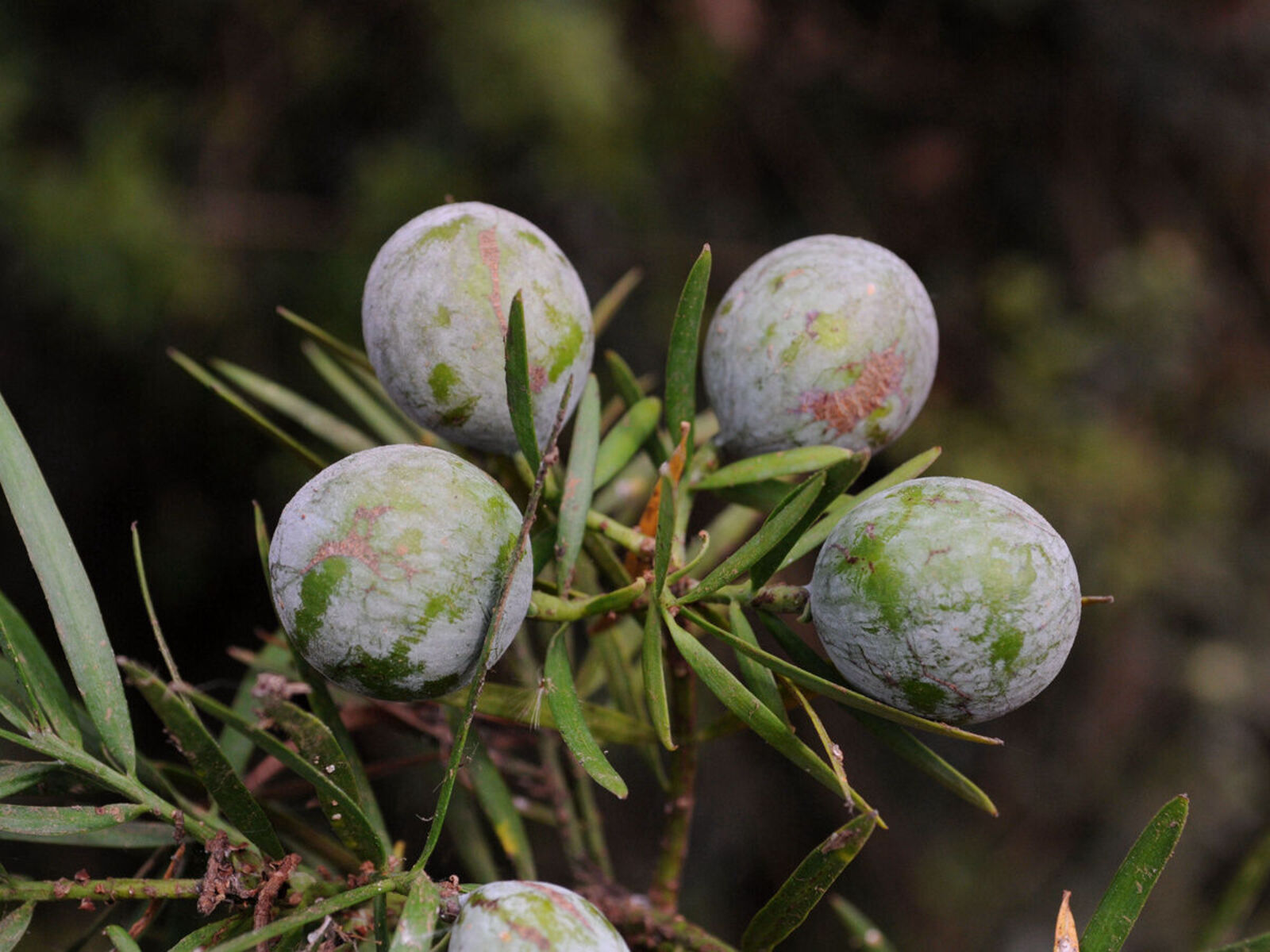 Afrocarpus gracilior (Pilg.) C.N.Page | Plants of the World Online ...