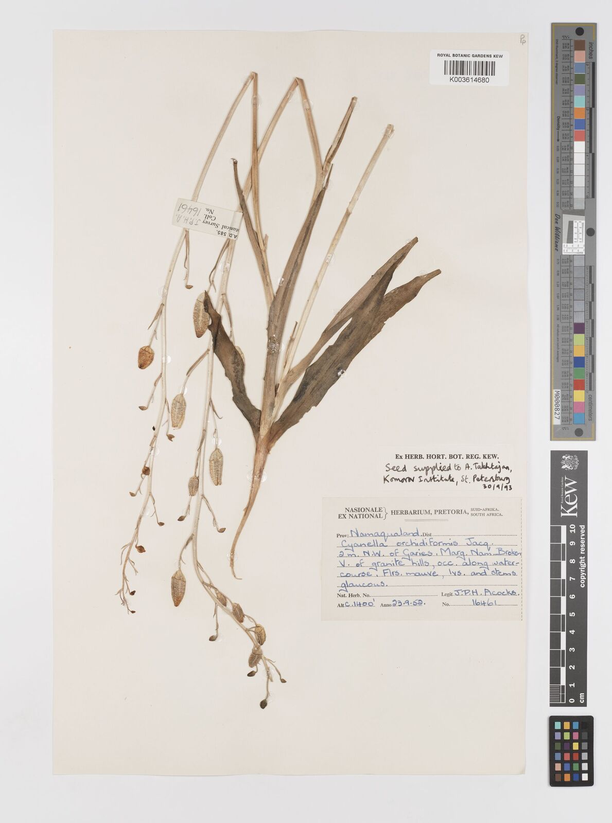 Cyanella orchidiformis Jacq. | Plants of the World Online | Kew Science