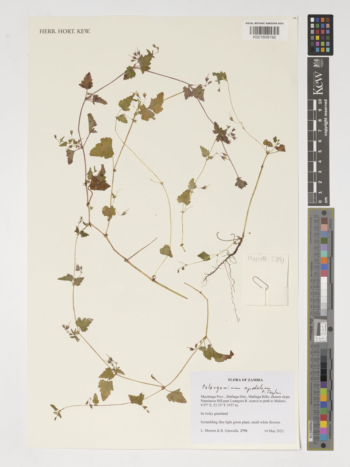 Pelargonium apetalum P.Taylor | Plants of the World Online | Kew Science