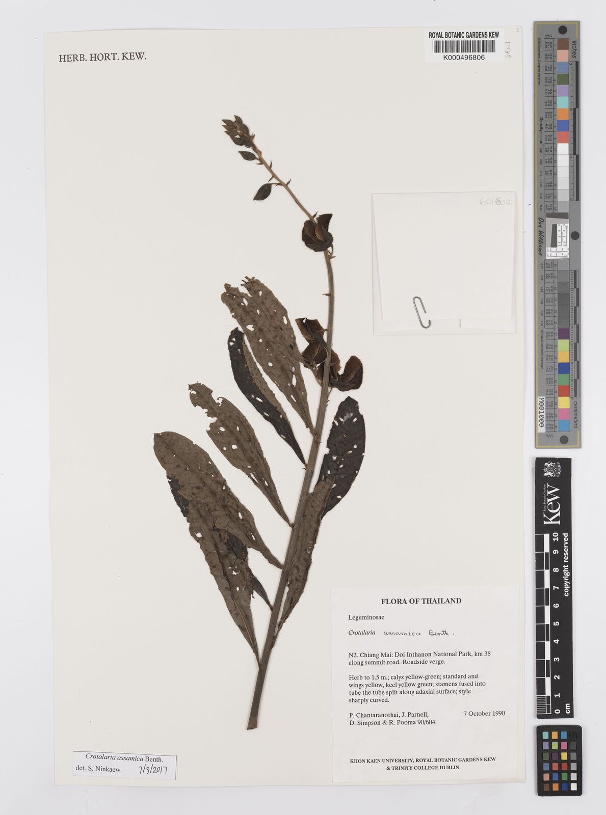 Crotalaria sericea Burm.f. | Plants of the World Online | Kew Science