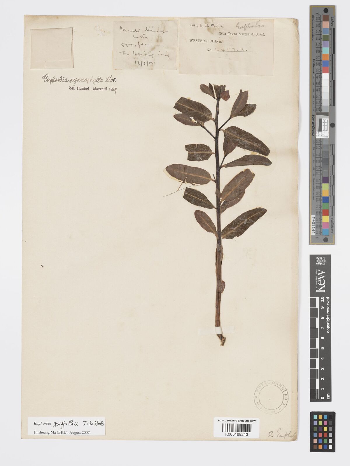 Euphorbia griffithii var. griffithii | Plants of the World Online | Kew ...