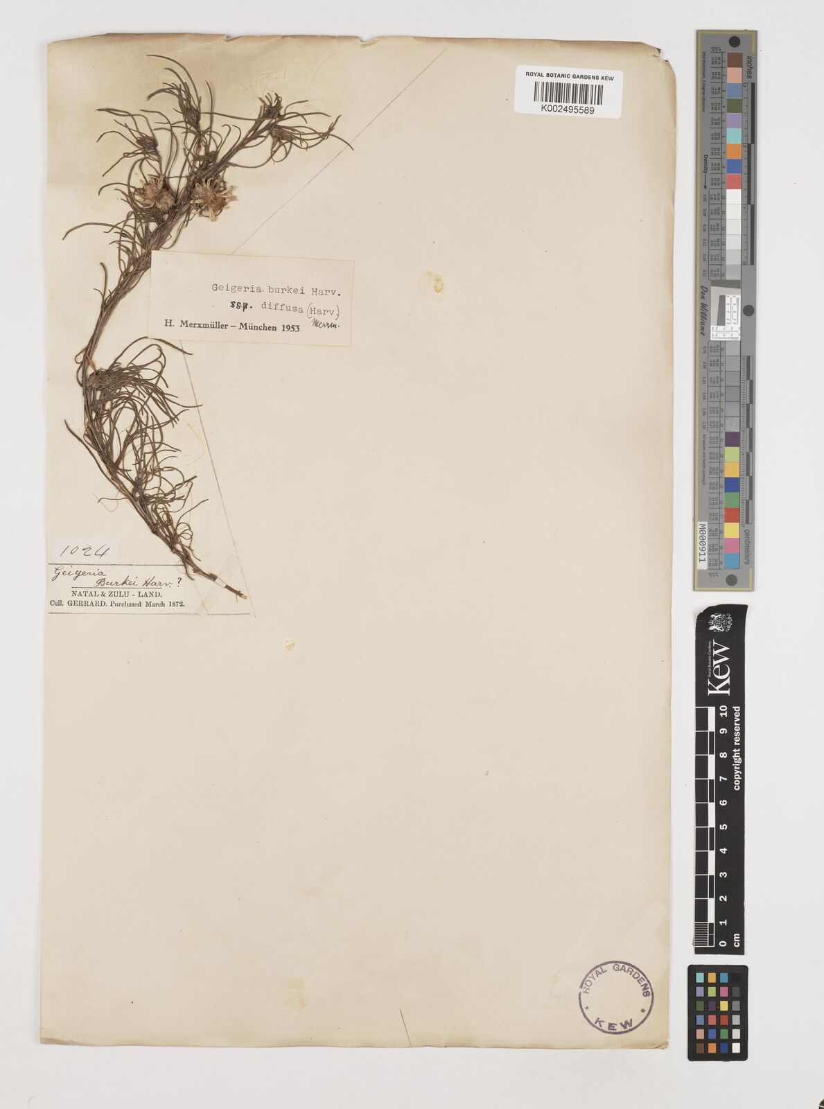 Geigeria burkei subsp. diffusa (Harv.) Merxm. | Plants of the World ...