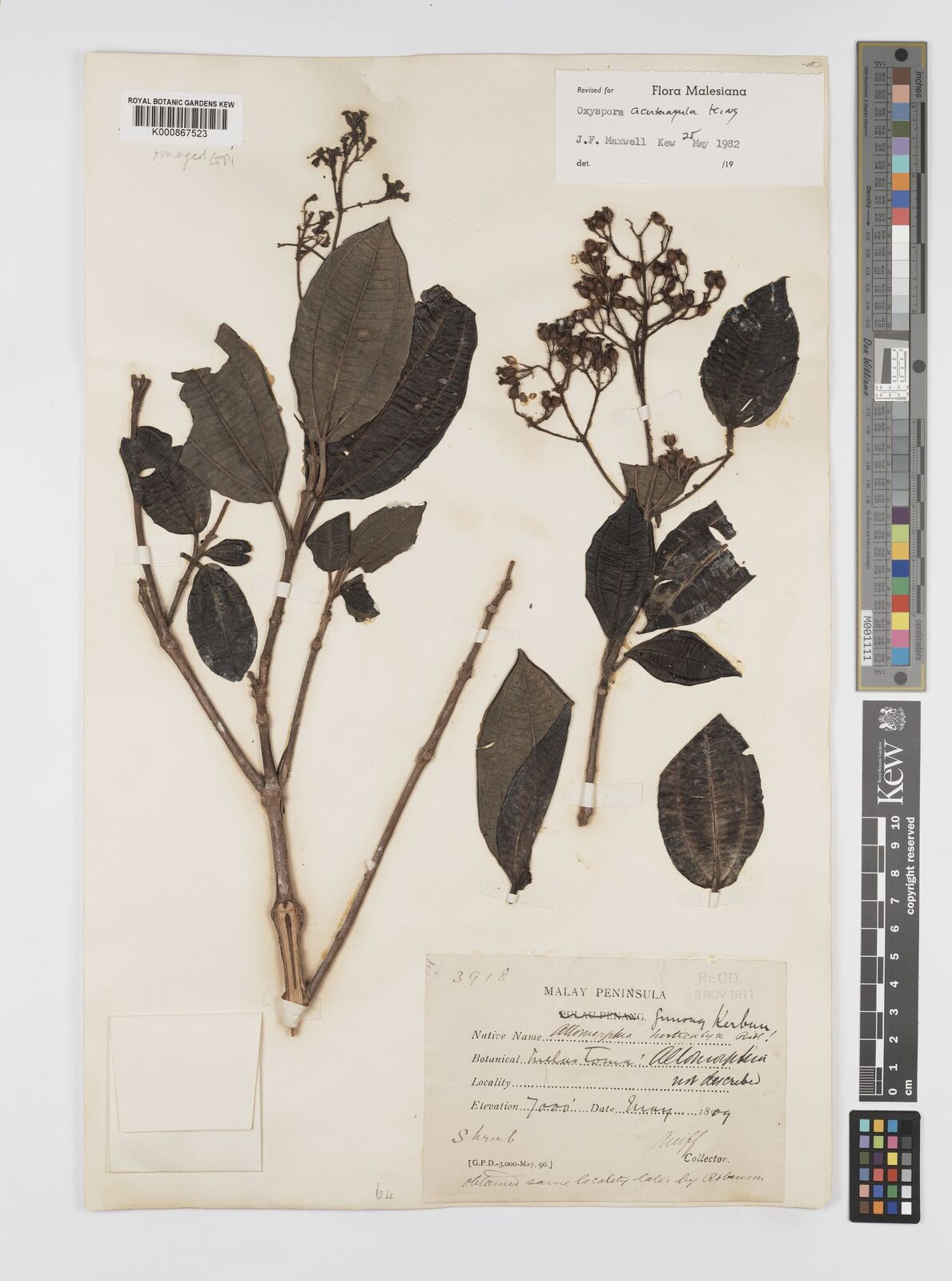 Oxyspora acutangula King | Plants of the World Online | Kew Science