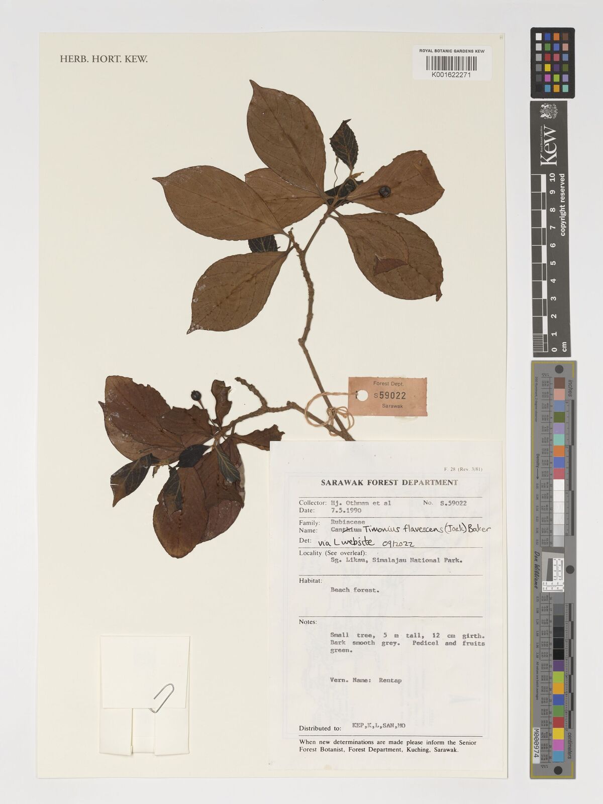 Timonius flavescens (Jack) Baker | Plants of the World Online | Kew Science