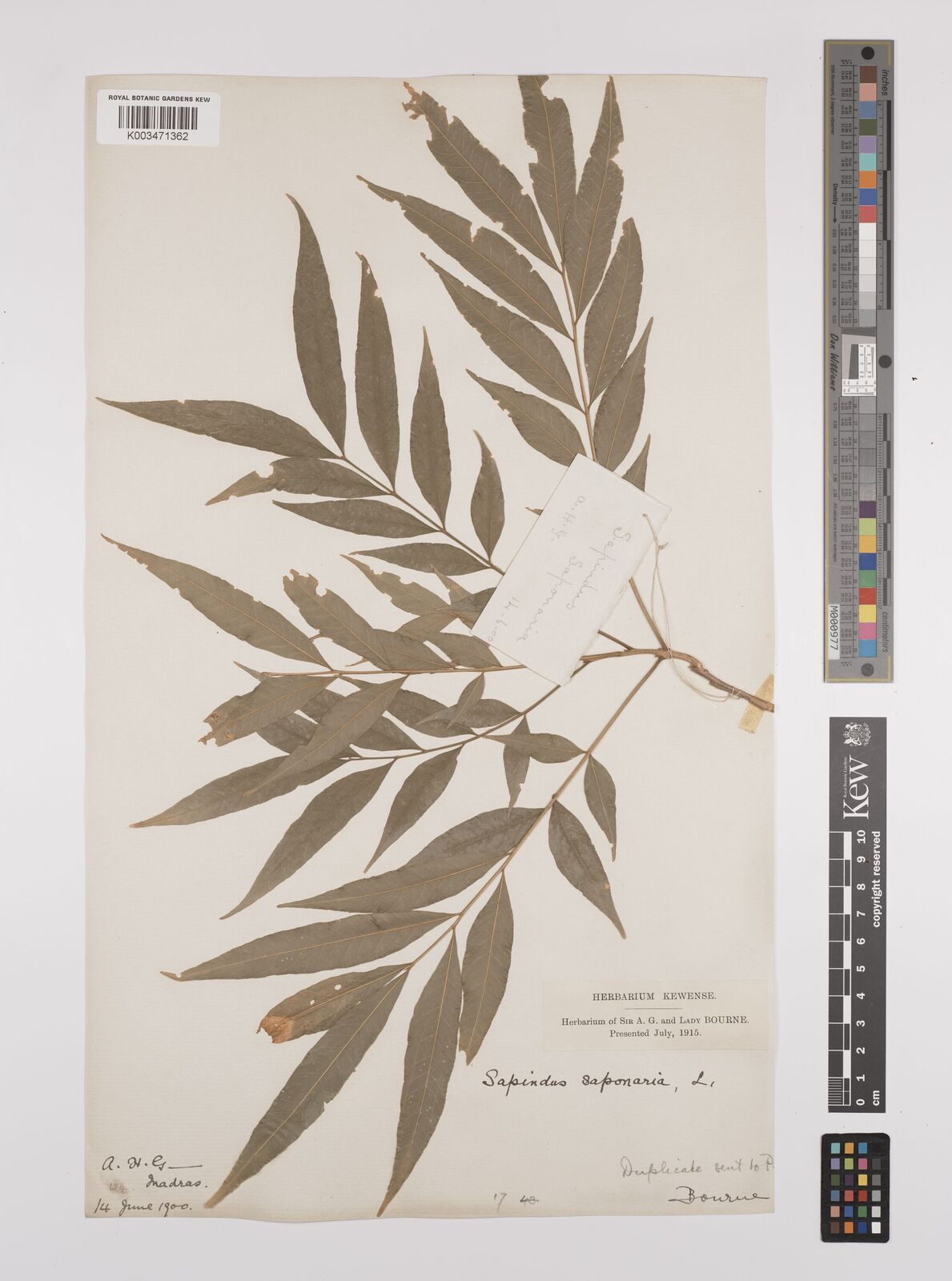 Sapindus rarak DC. | Plants of the World Online | Kew Science