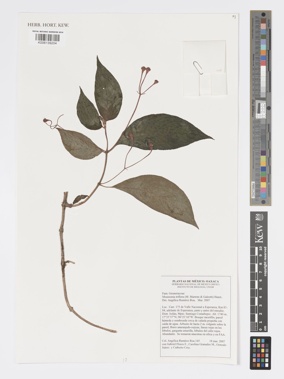 Moussonia triflora (M.Martens & Galeotti) Hanst. | Plants of the World ...