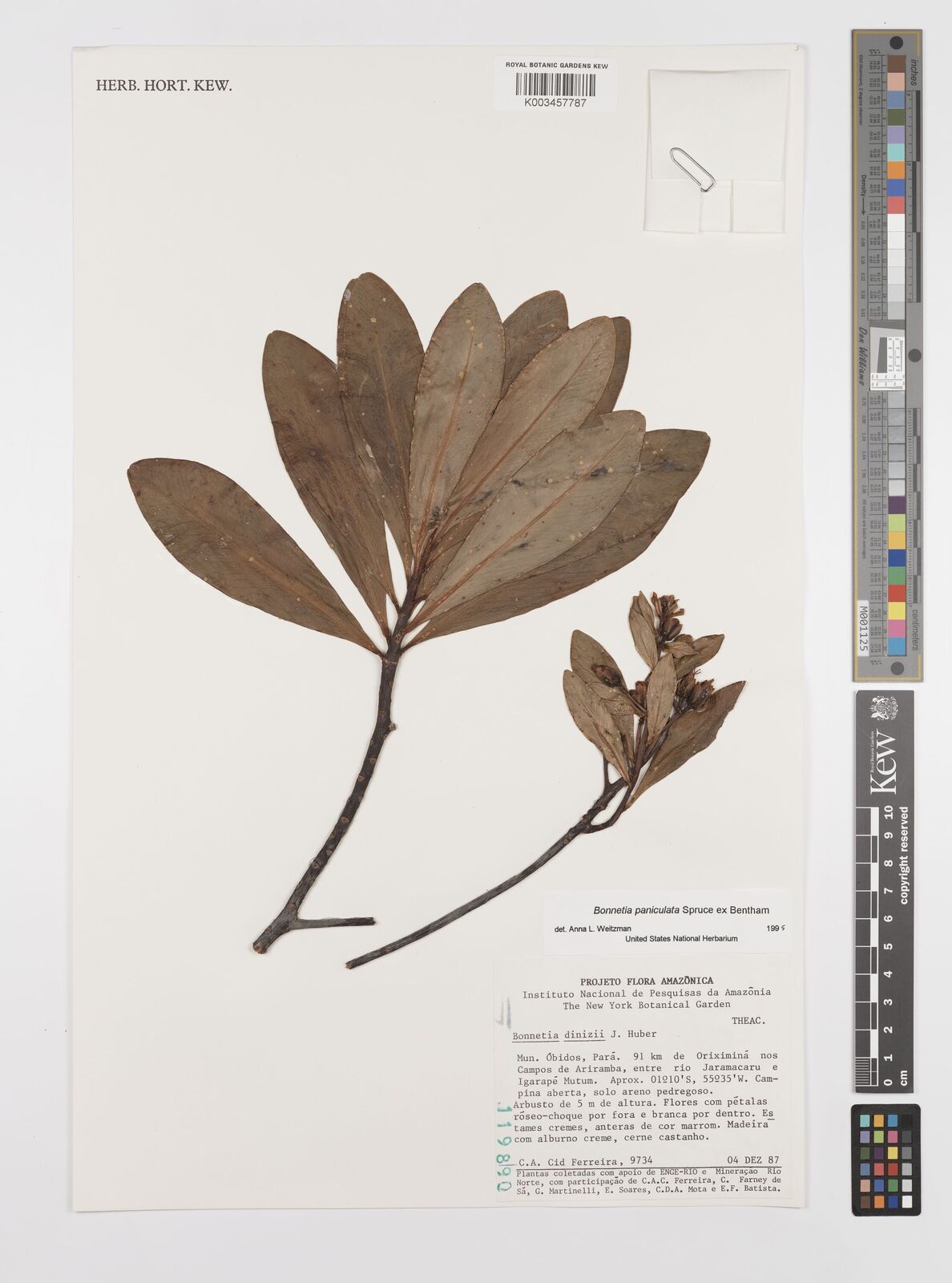 Bonnetia paniculata Spruce ex Benth. | Colombian Plants made accessible