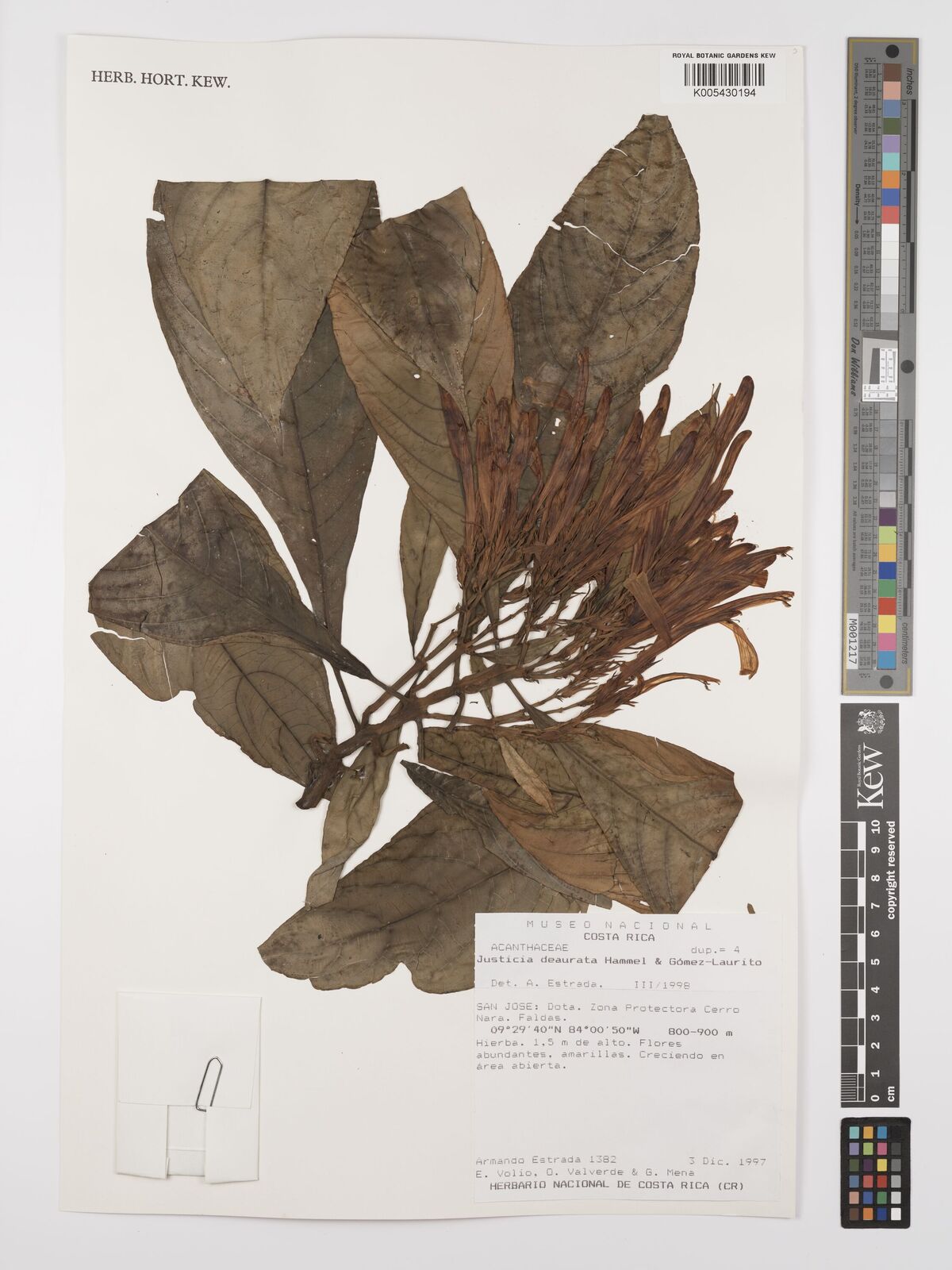 Justicia deaurata Hammel & Gómez-Laur. | Plants of the World Online ...