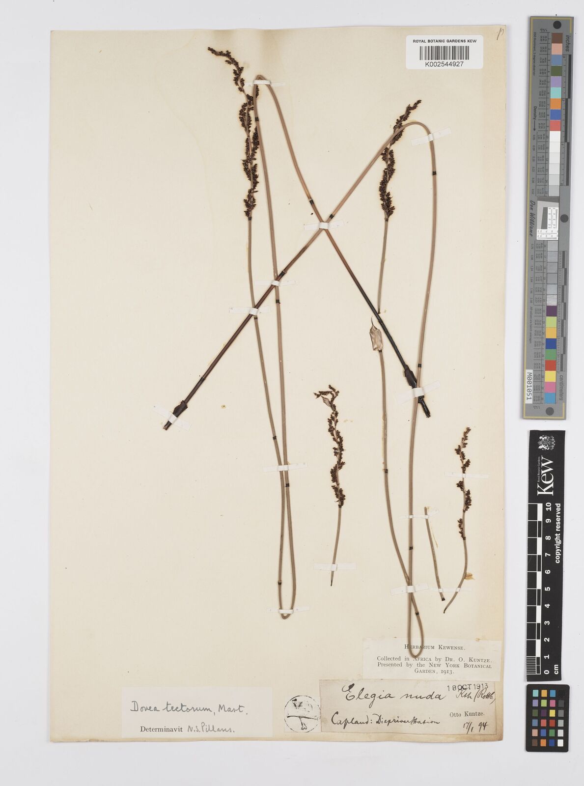 Elegia tectorum (L.f.) Moline & H.P.Linder | Plants of the World Online ...