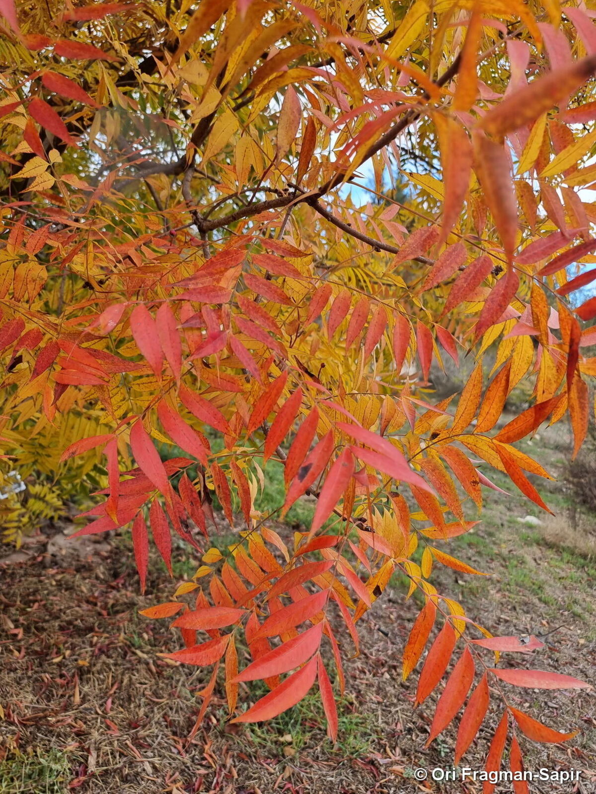 Rhus copallinum L. | Plants of the World Online | Kew Science