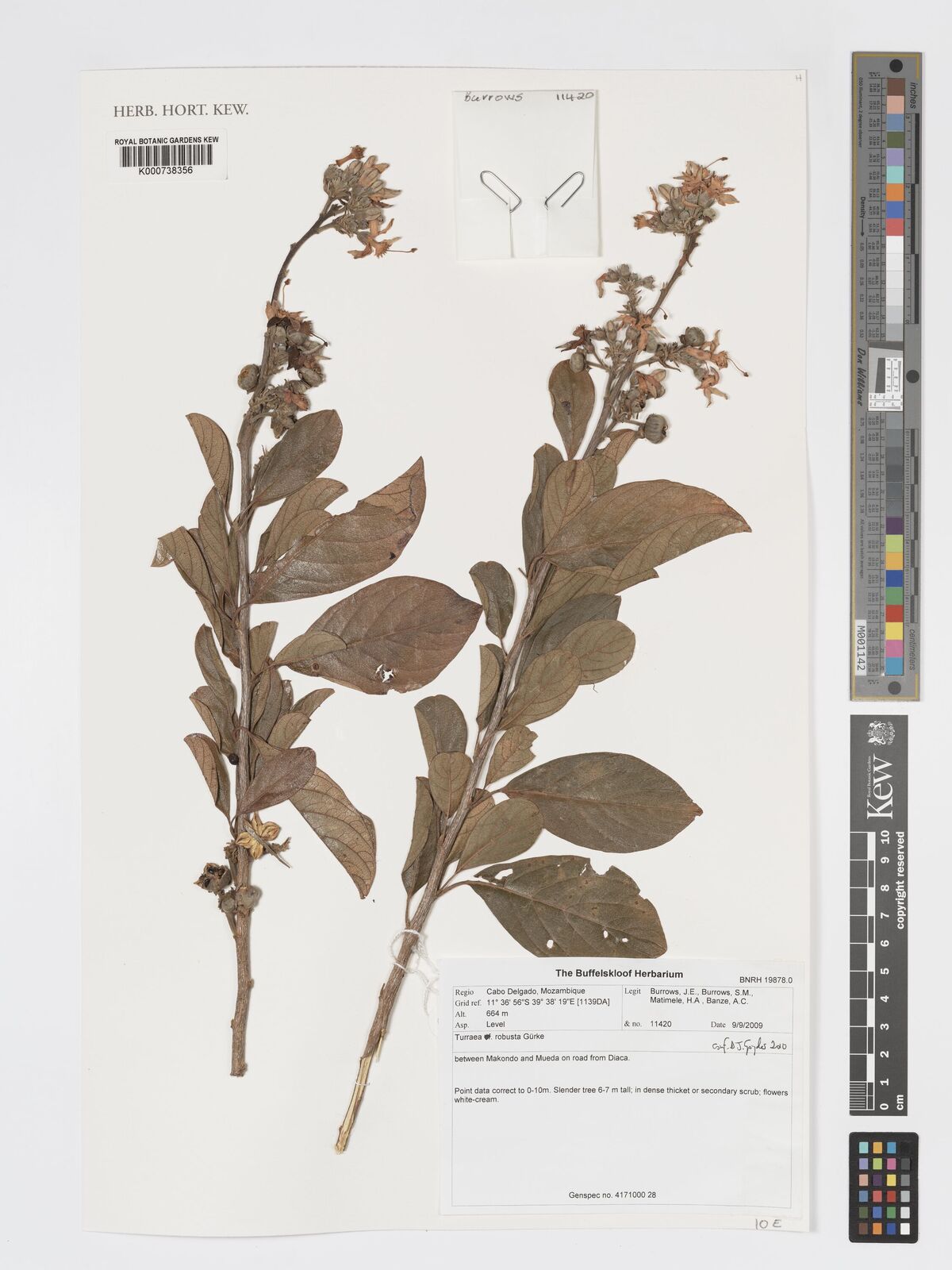 Turraea robusta Gürke | Plants of the World Online | Kew Science