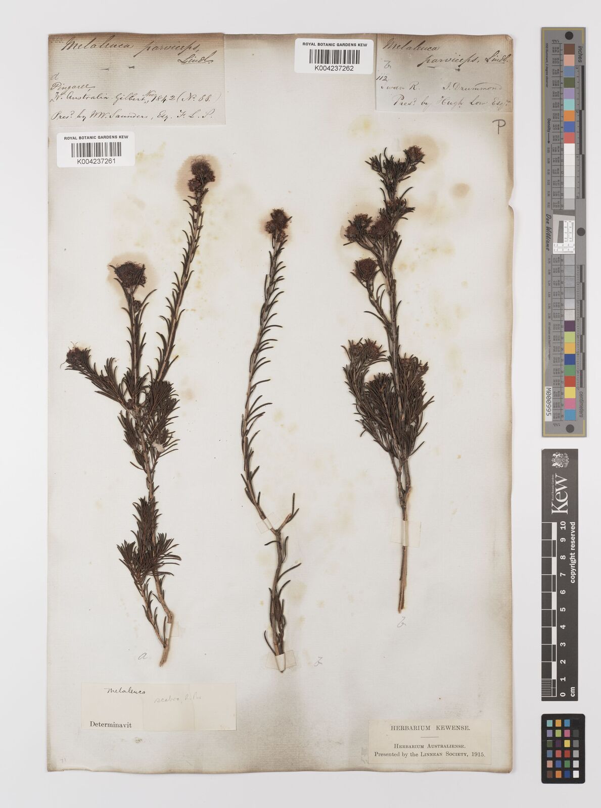Melaleuca parviceps Lindl. | Plants of the World Online | Kew Science