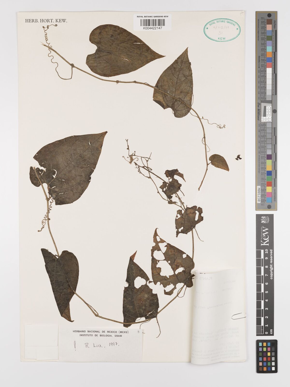 Sicydium schiedeanum Schltdl. | Plants of the World Online | Kew Science